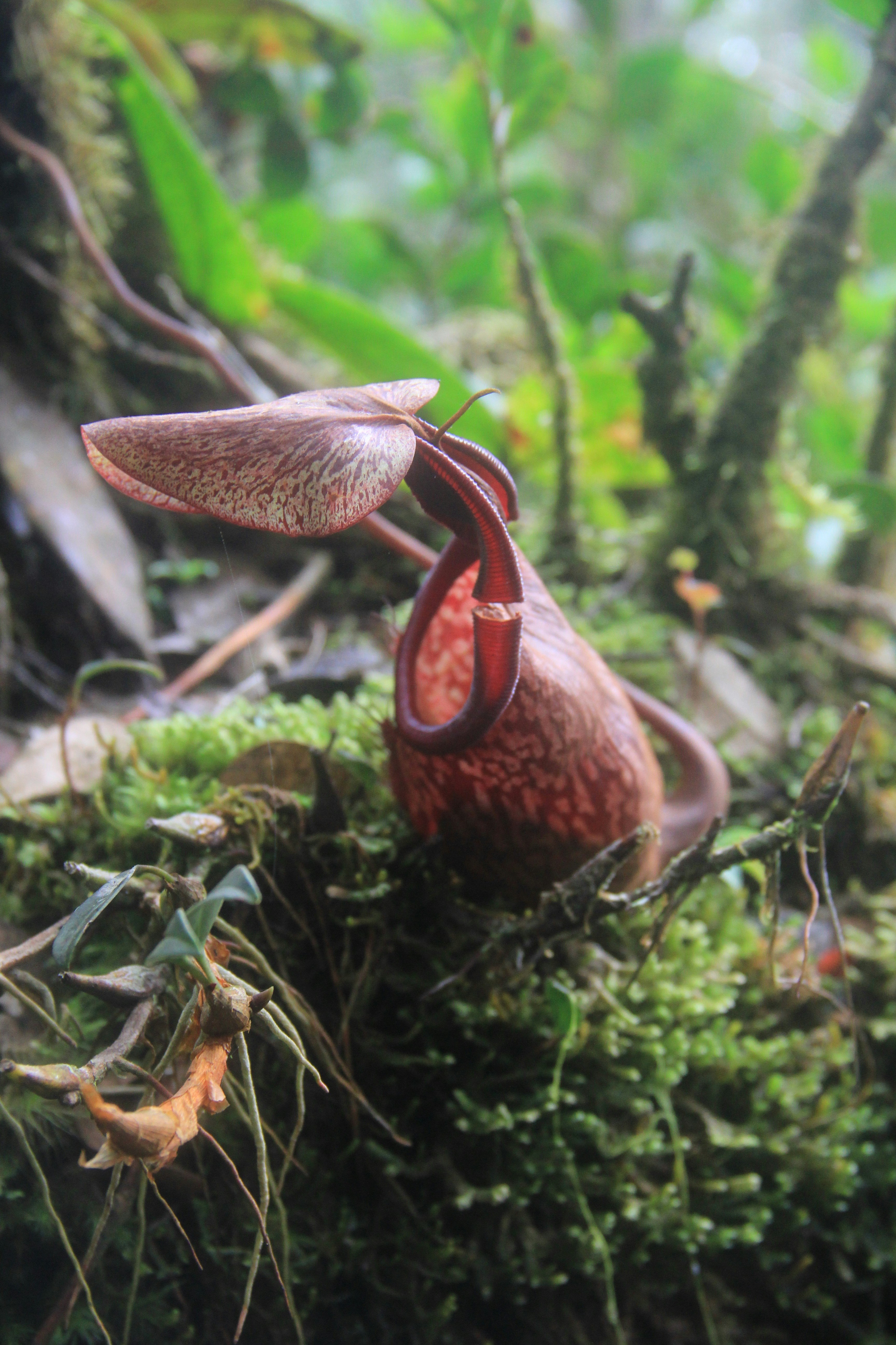 Carnivorous bloom: a pitcher plant emerging from forest moss
