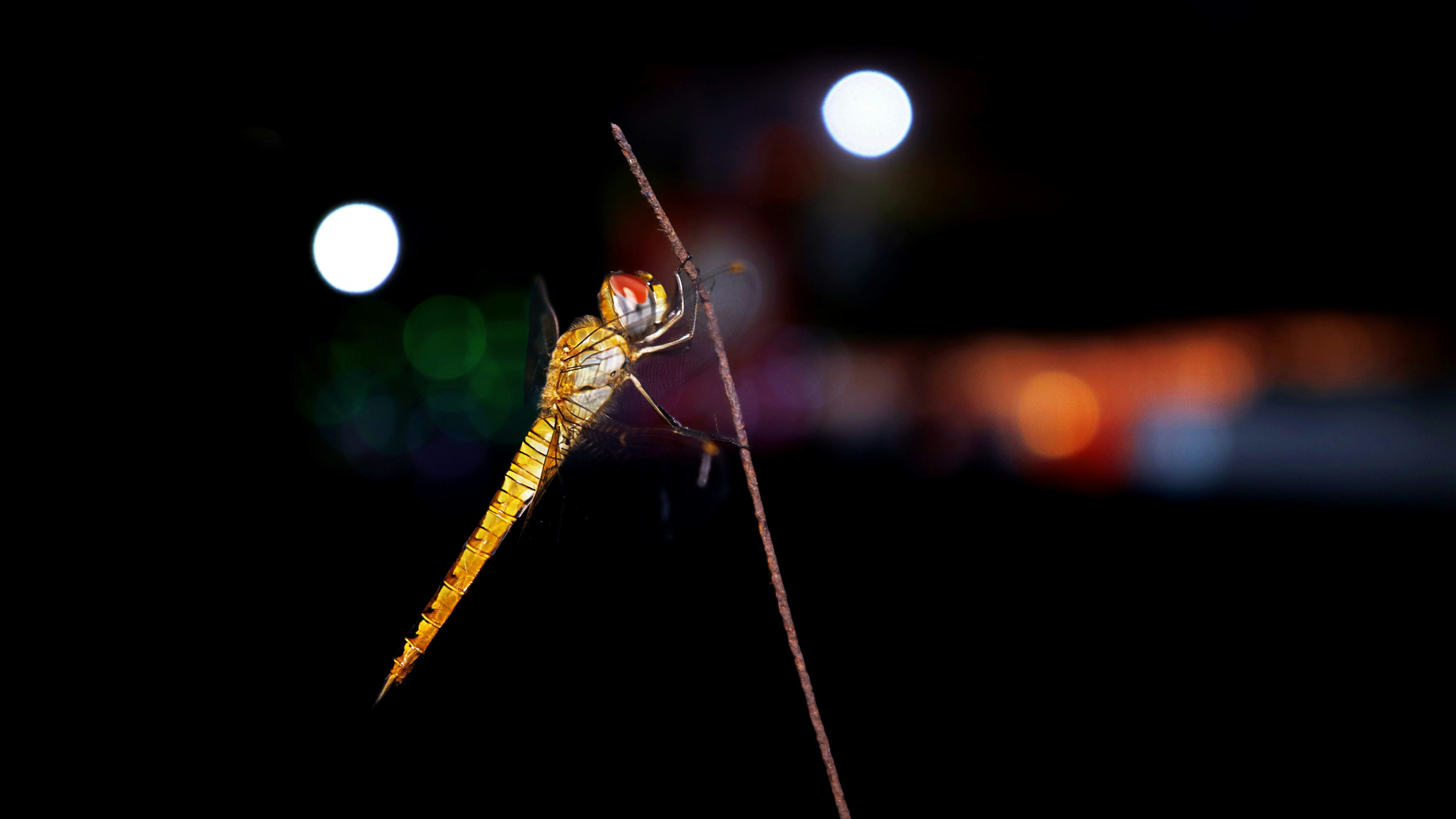 A golden dragonfly perched on a slender twig against a blurred backdrop of lights, showcasing its intricate details and vibrant colors.