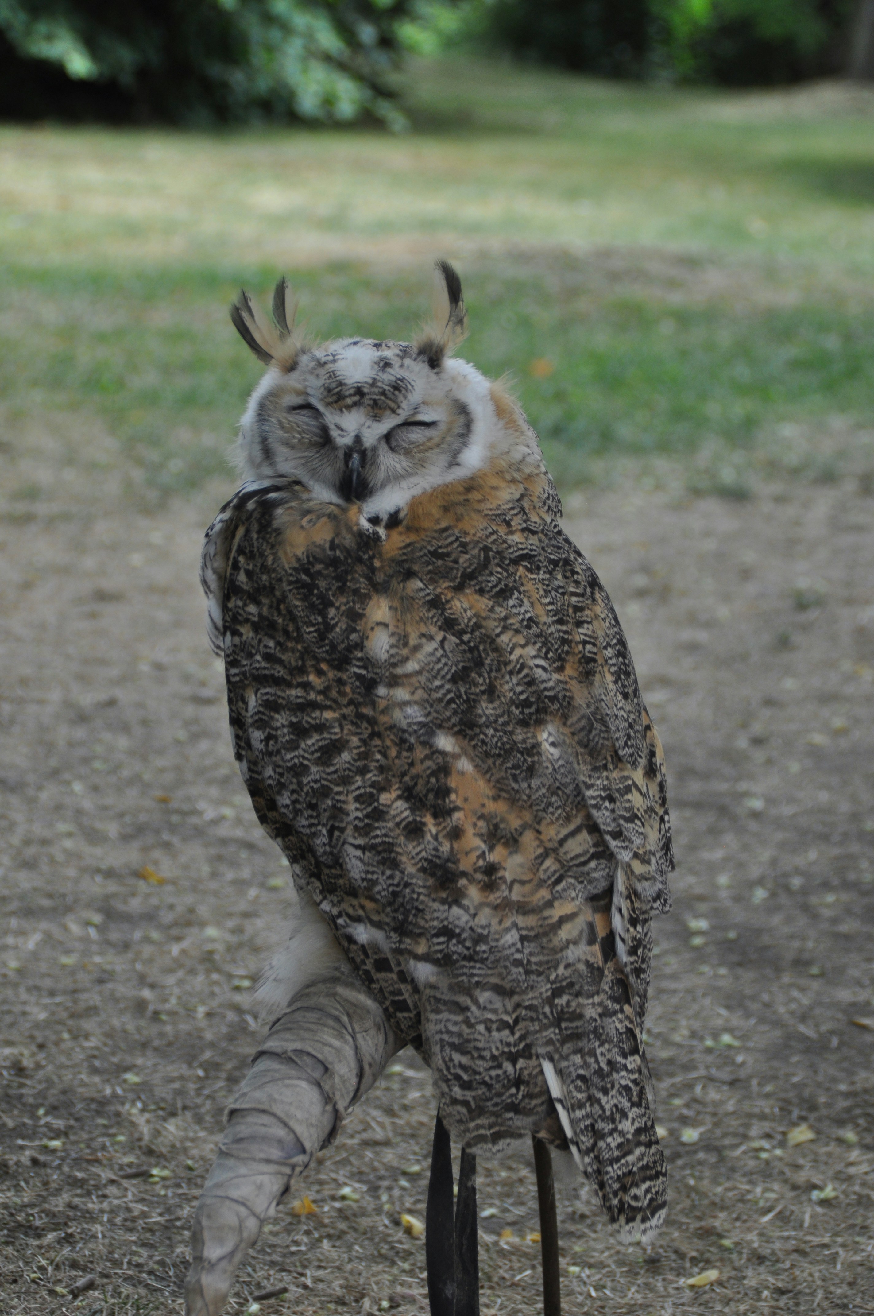 An owl sitting on top of a metal stand photo – Free Owl Image on Unsplash