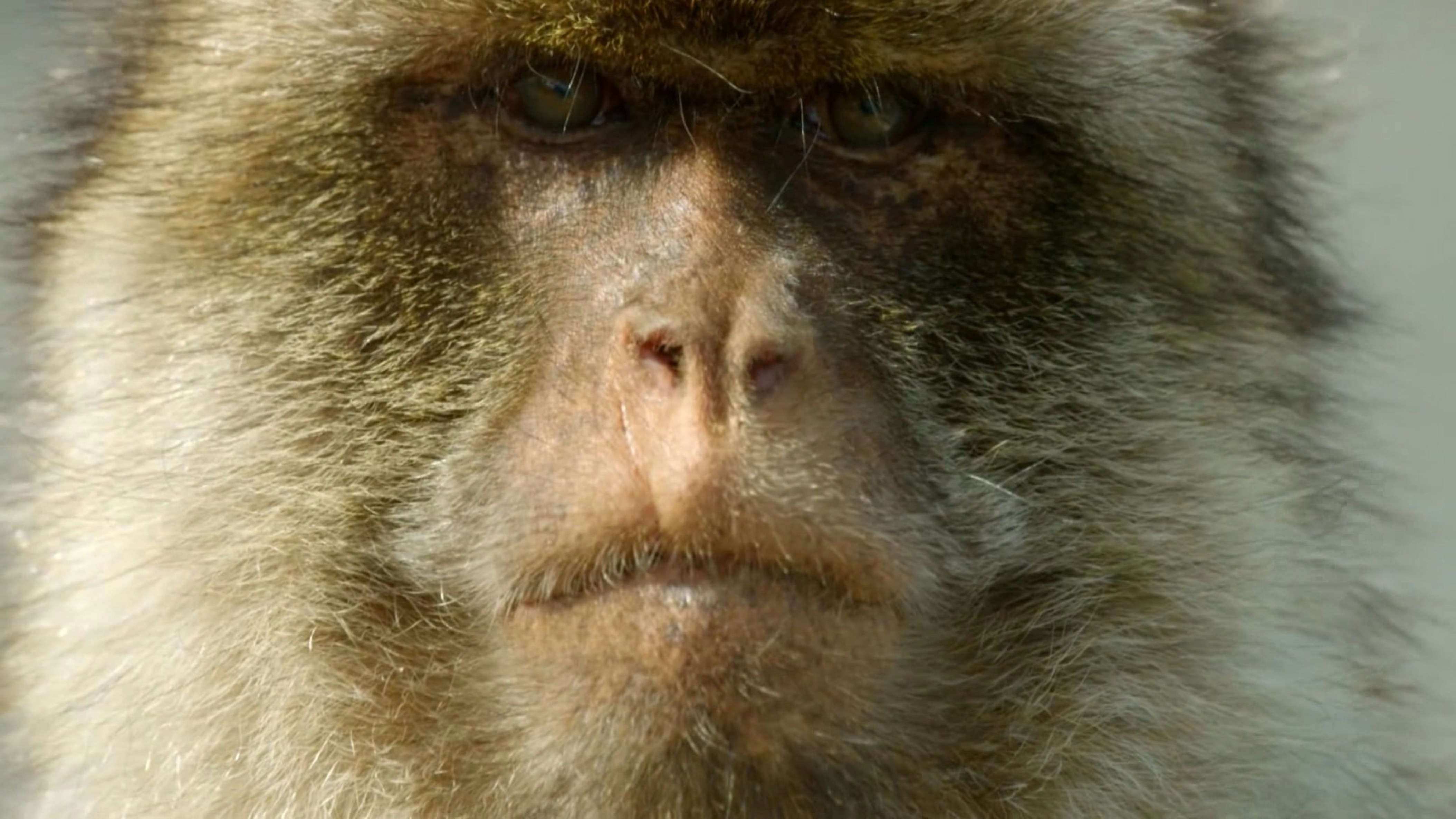 A close up of a monkey's face with a blurry background photo – Free ...