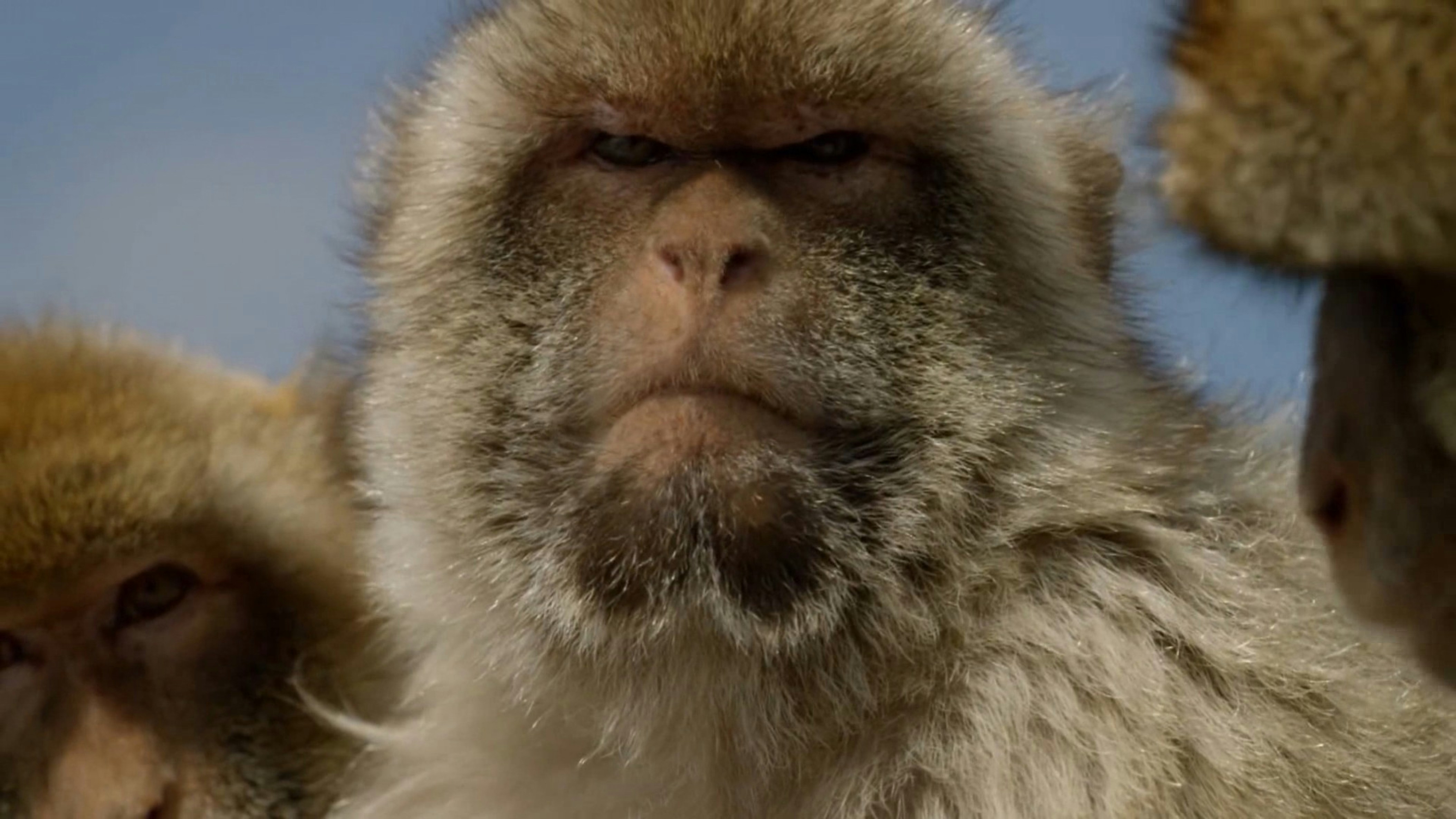 A group of monkeys standing next to each other photo – Free Monkey ...