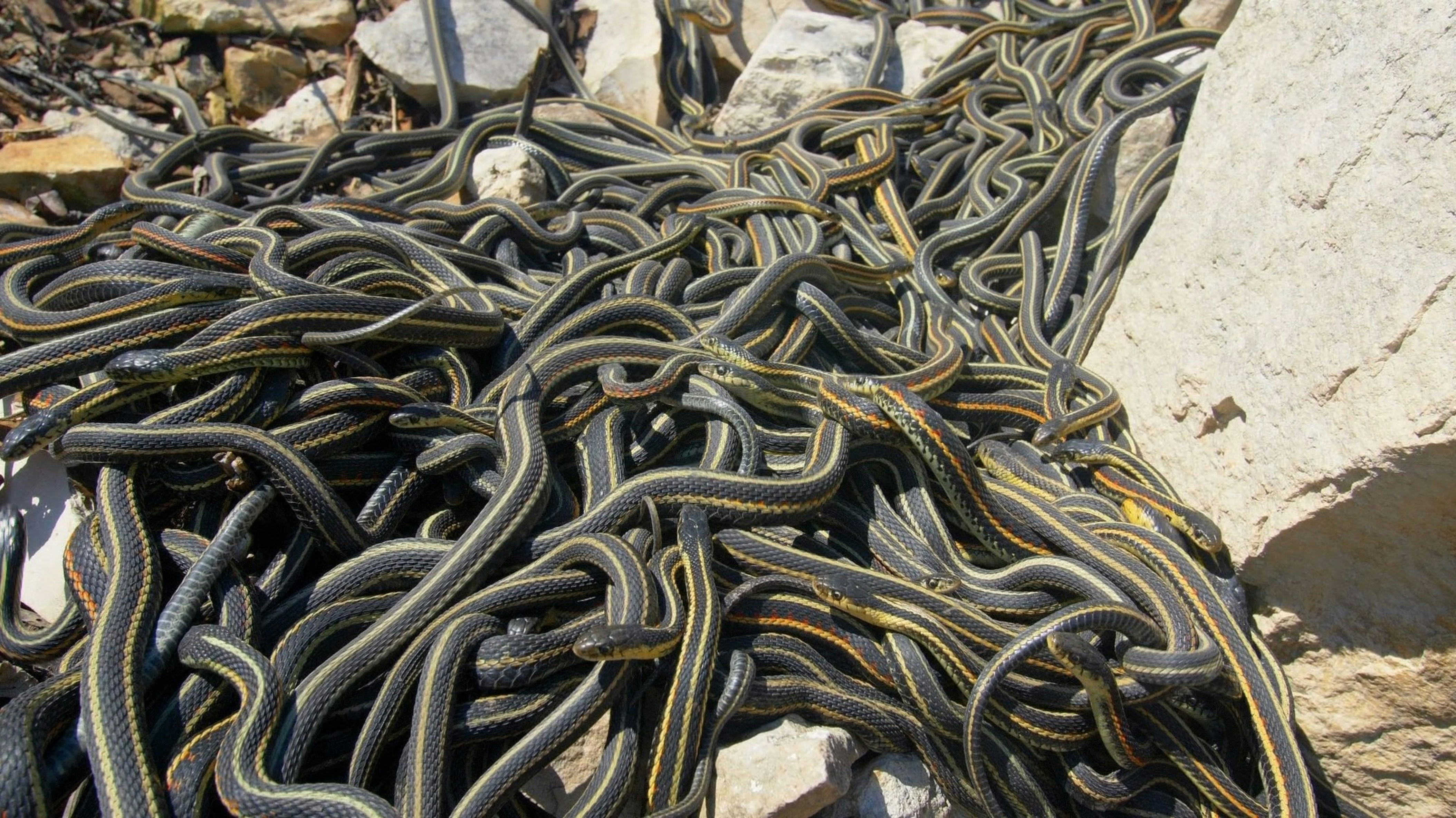 A large group of snakes on a rocky surface photo – Free Reptile Image ...