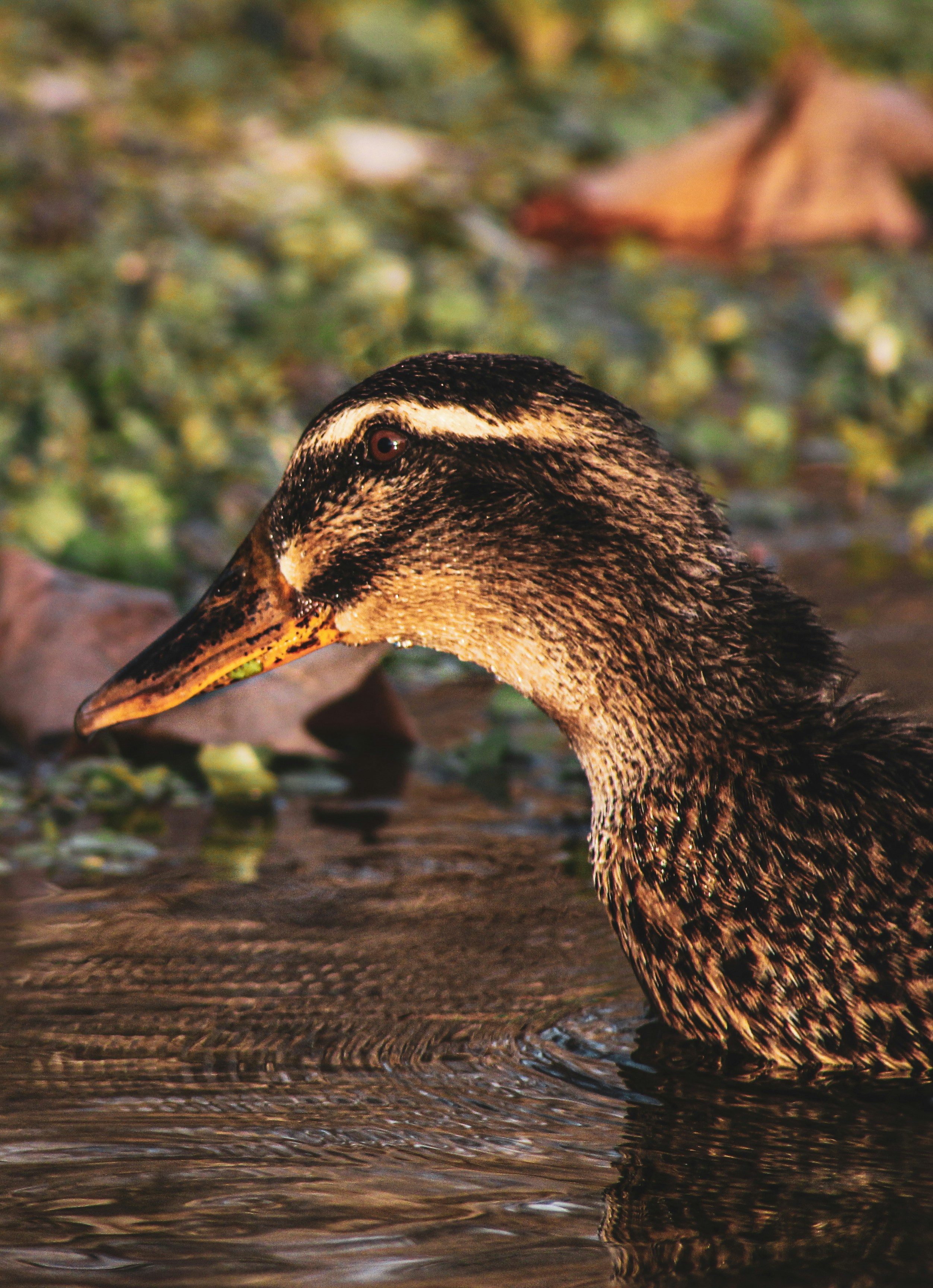 Close-up of a duck gliding through calm waters, surrounded by fallen leaves and aquatic plants.