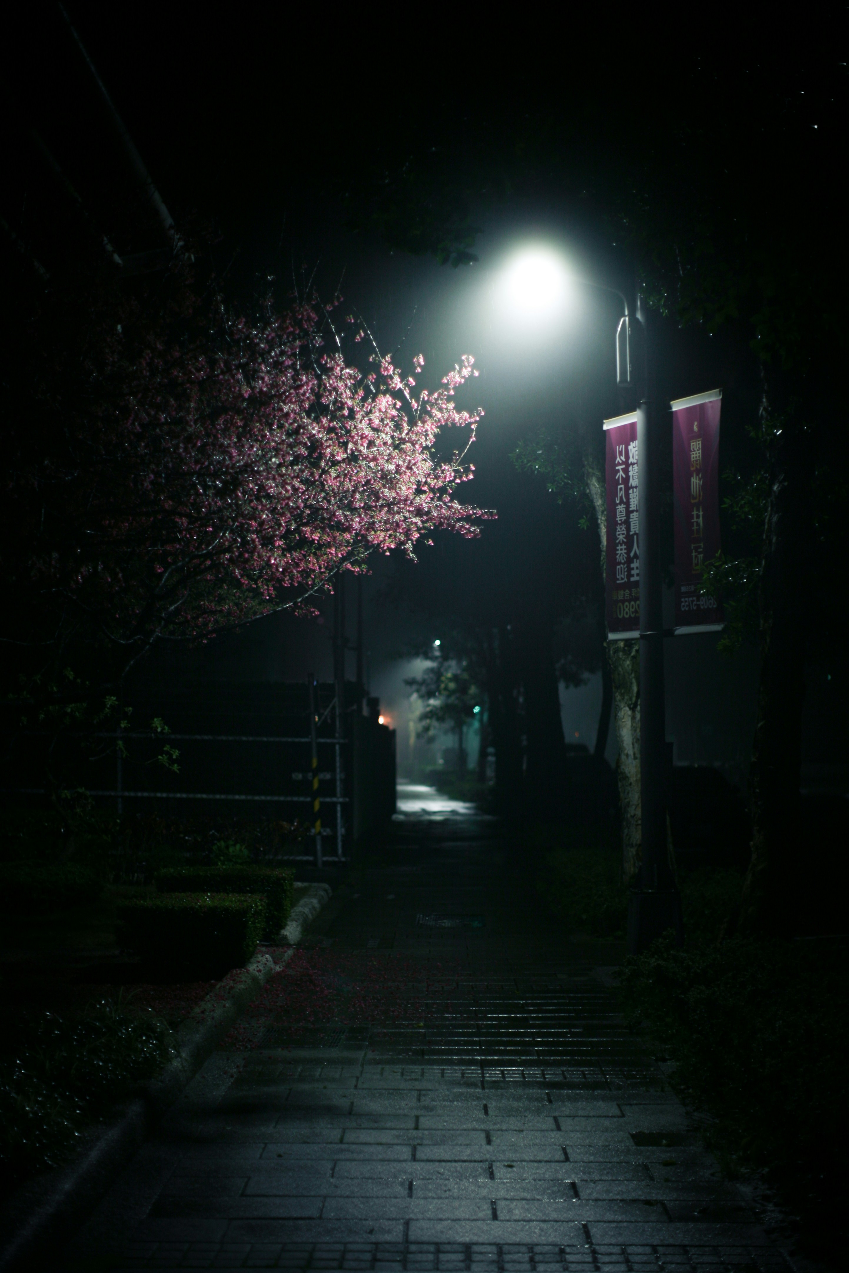 Night Bloom under the Streetlamp: A Quiet Walkway