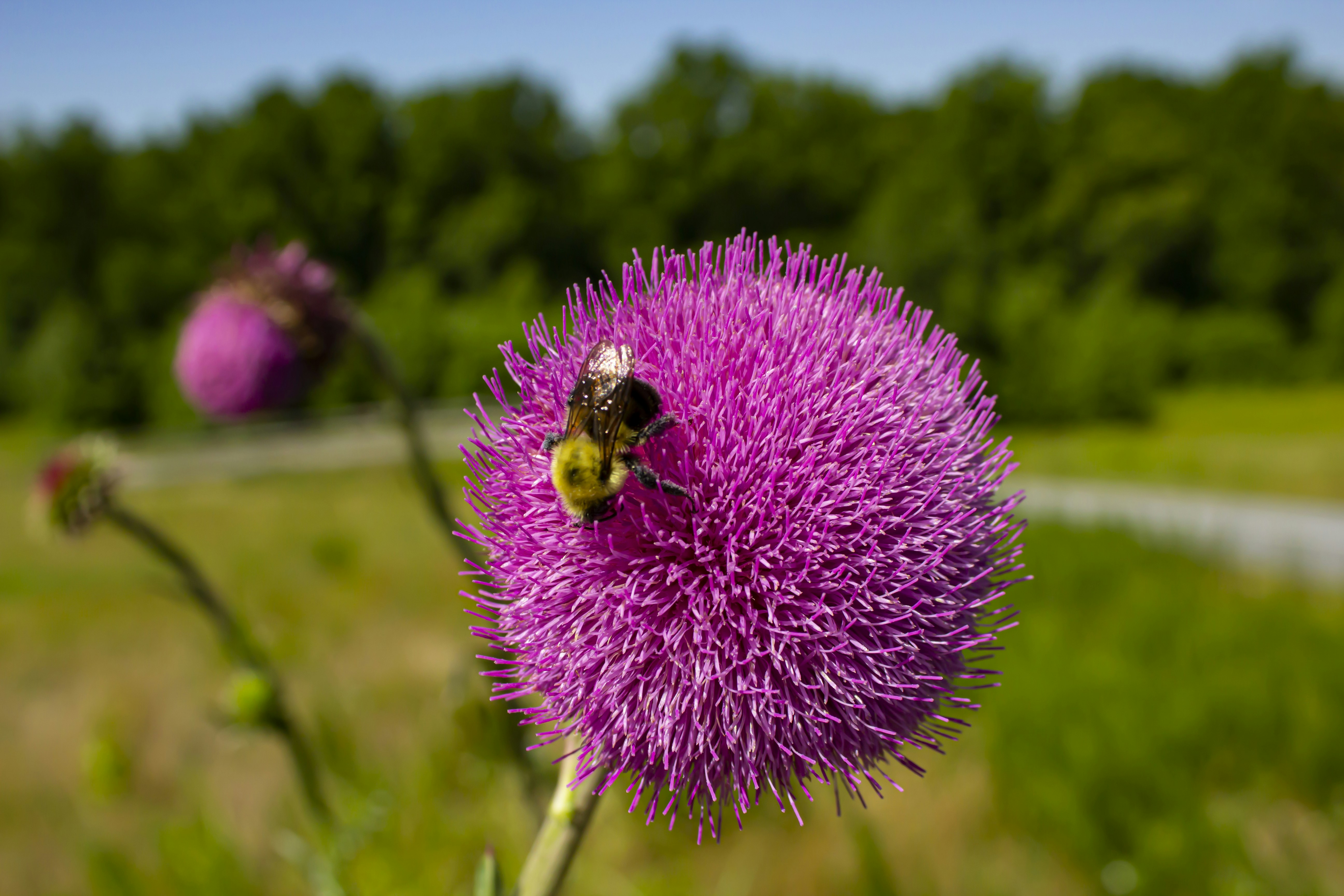 Macro Moment: Bee at the Heart of a Violet Thistle in a Sunlit Meadow