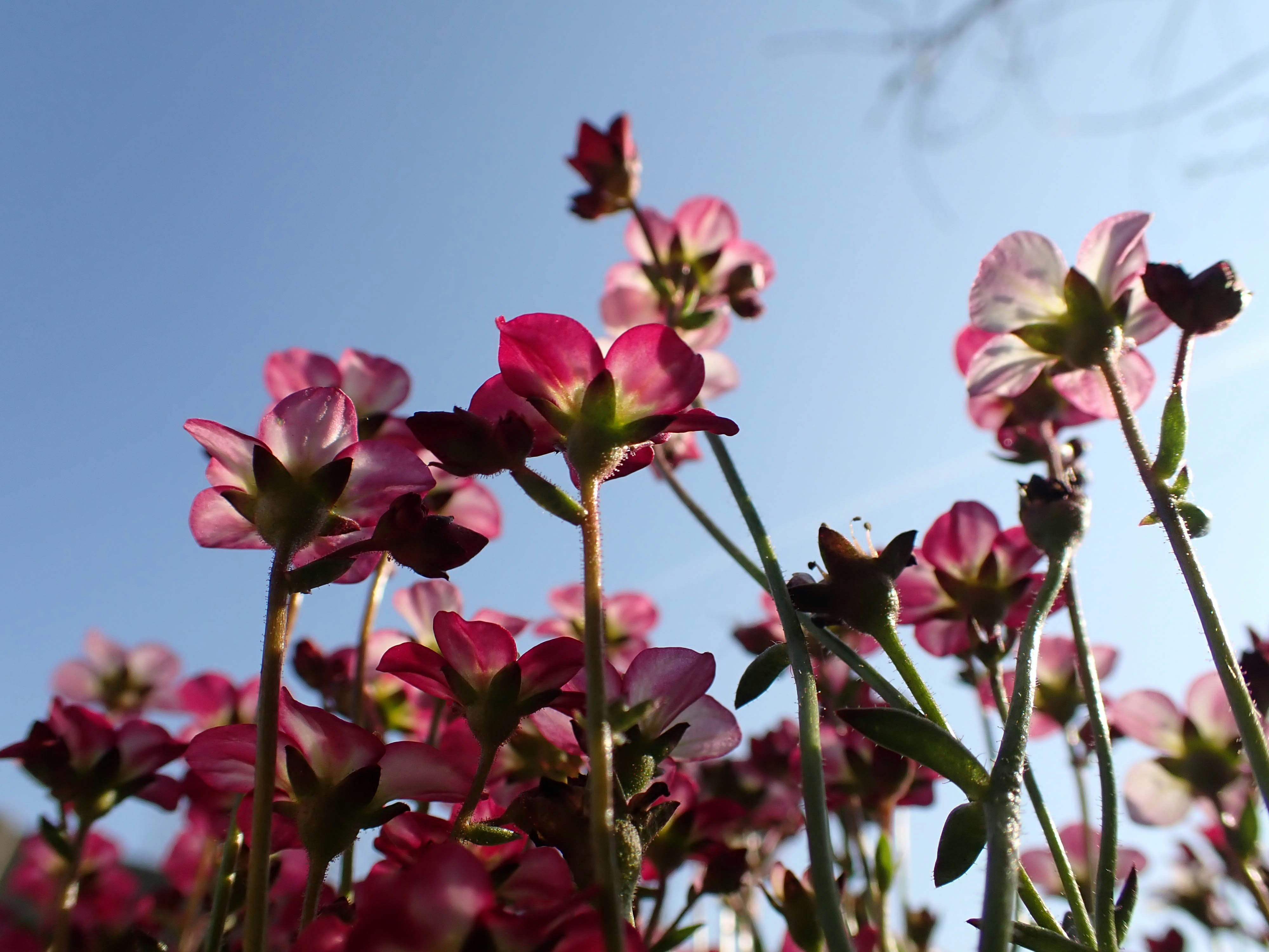 Un champ de fleurs roses avec un ciel bleu en arrière-plan photo ...
