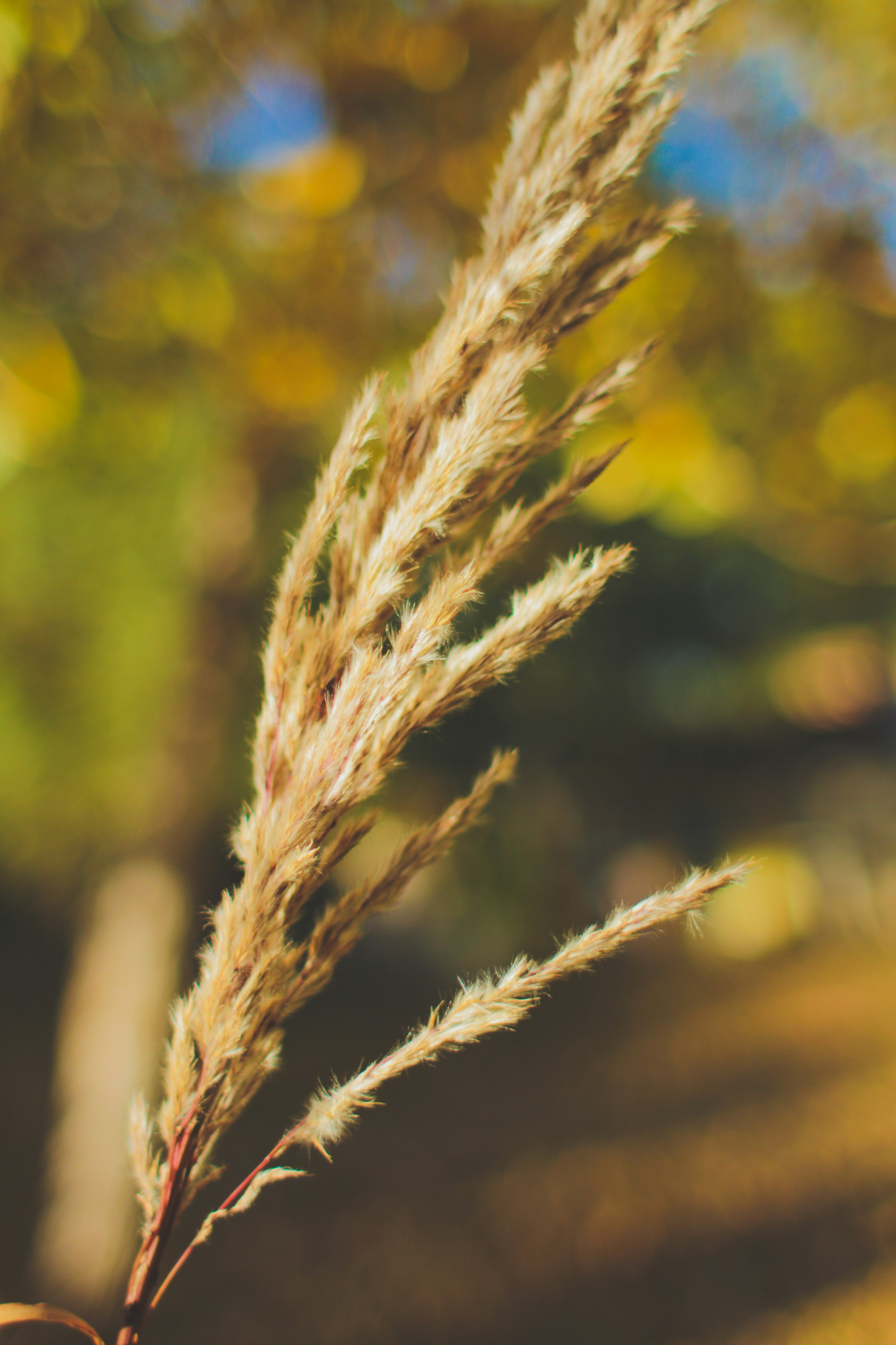 A close up of a plant with a blurry background photo – Free Grass Image ...