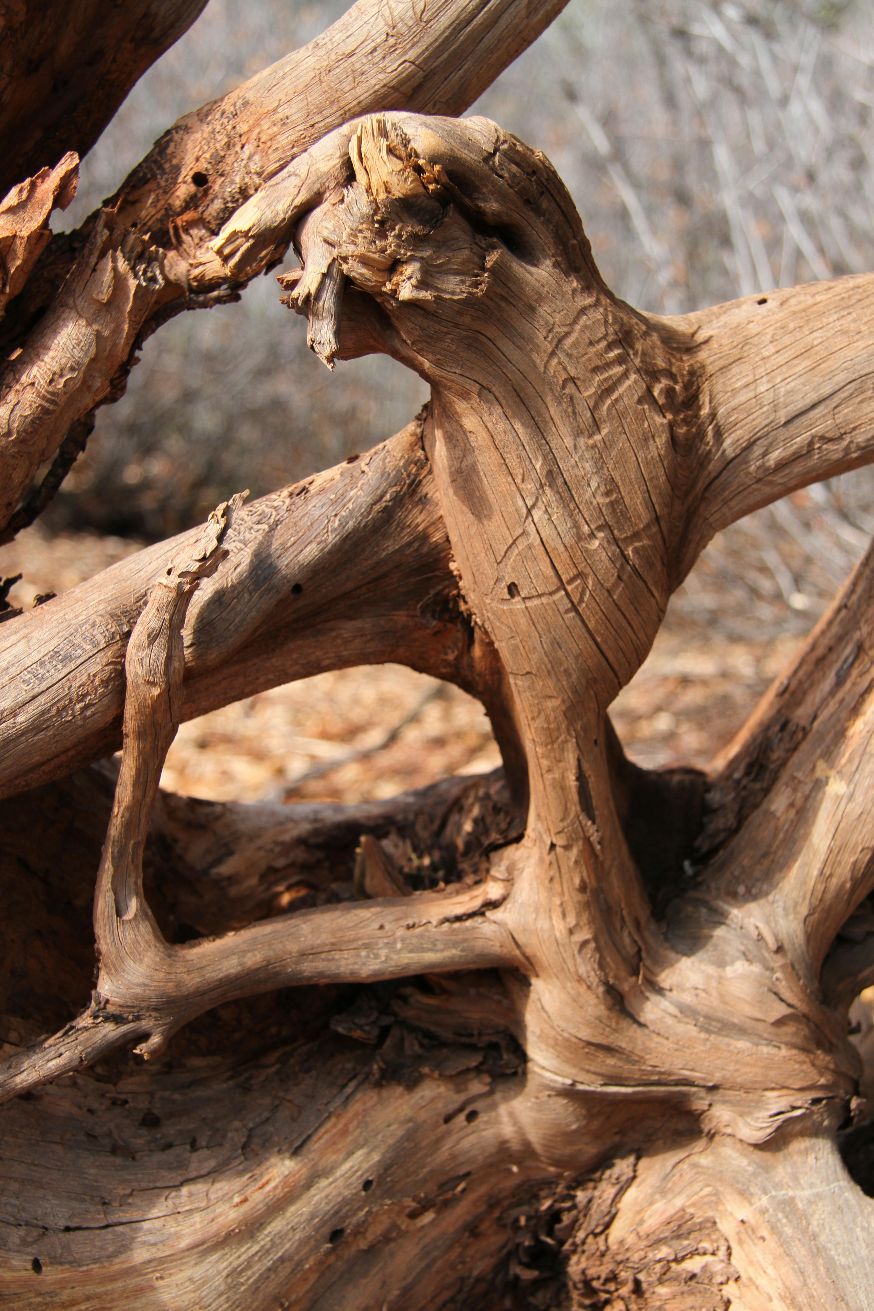 Interwoven Driftwood: Time-Worn Roots Carving a Natural Tunnel