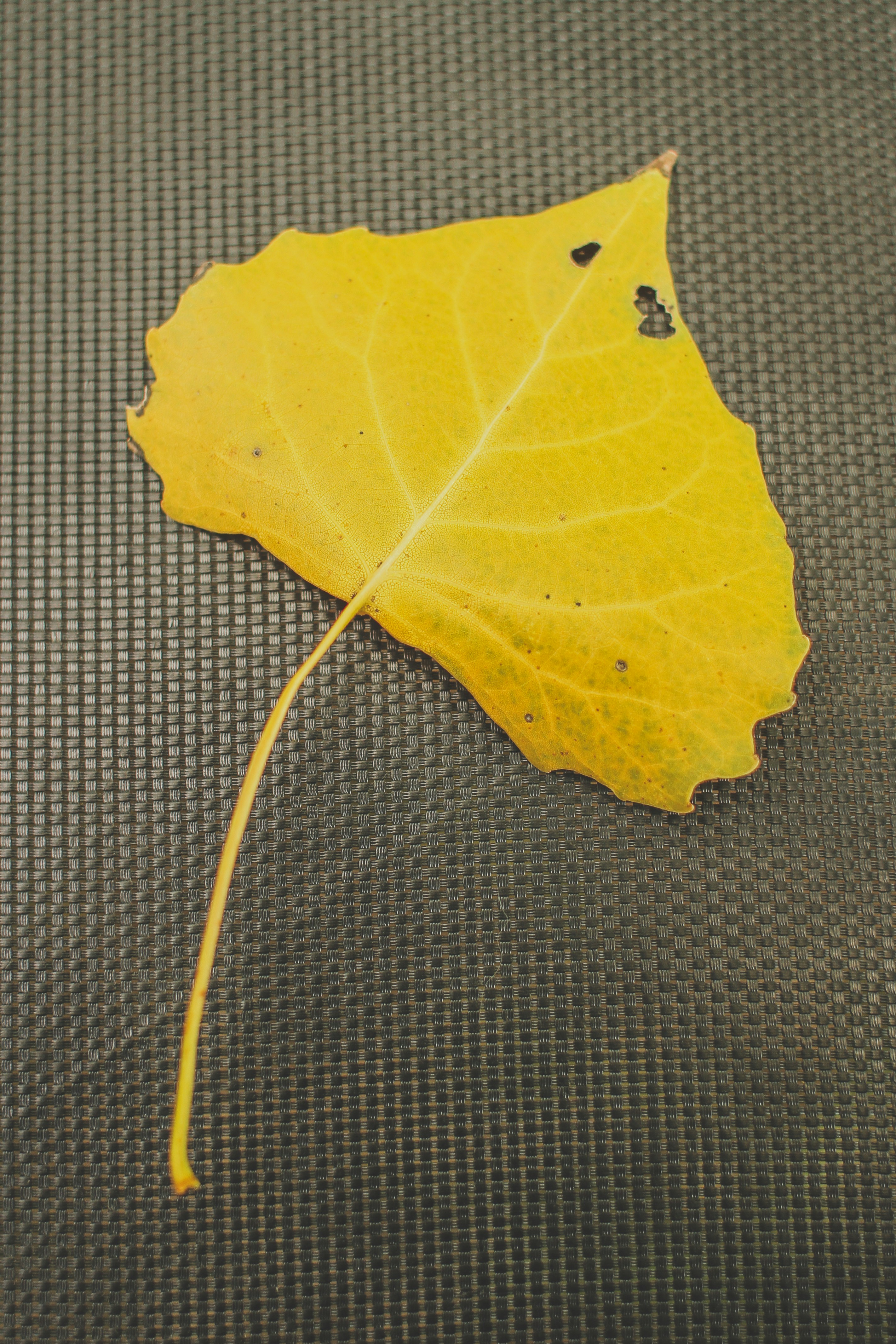 Photo by Heyzeus Escribo with Canon EOS 7D