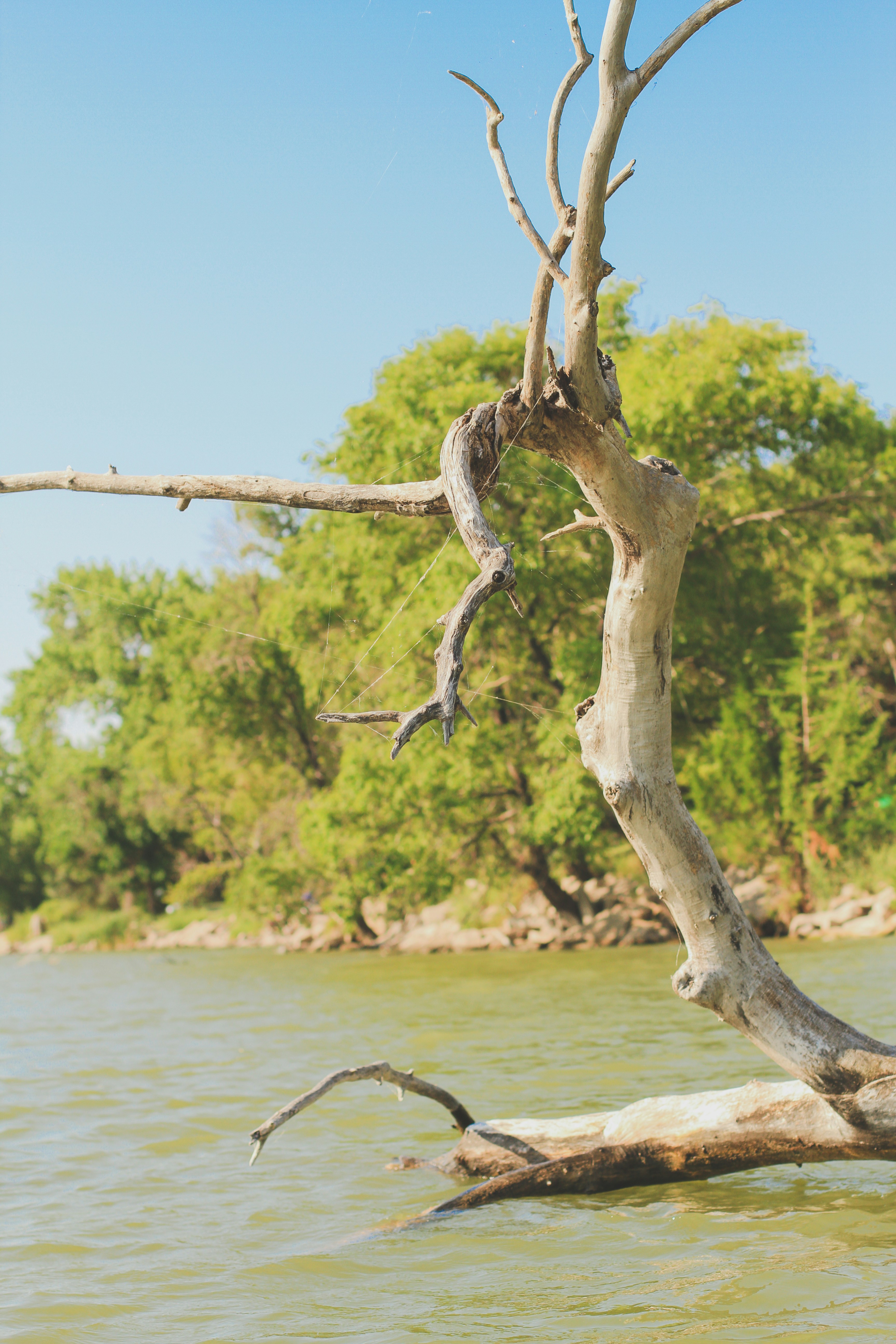 A gnarled tree branch extending over a tranquil river, surrounded by lush greenery. The scene captures the harmony between land and water.