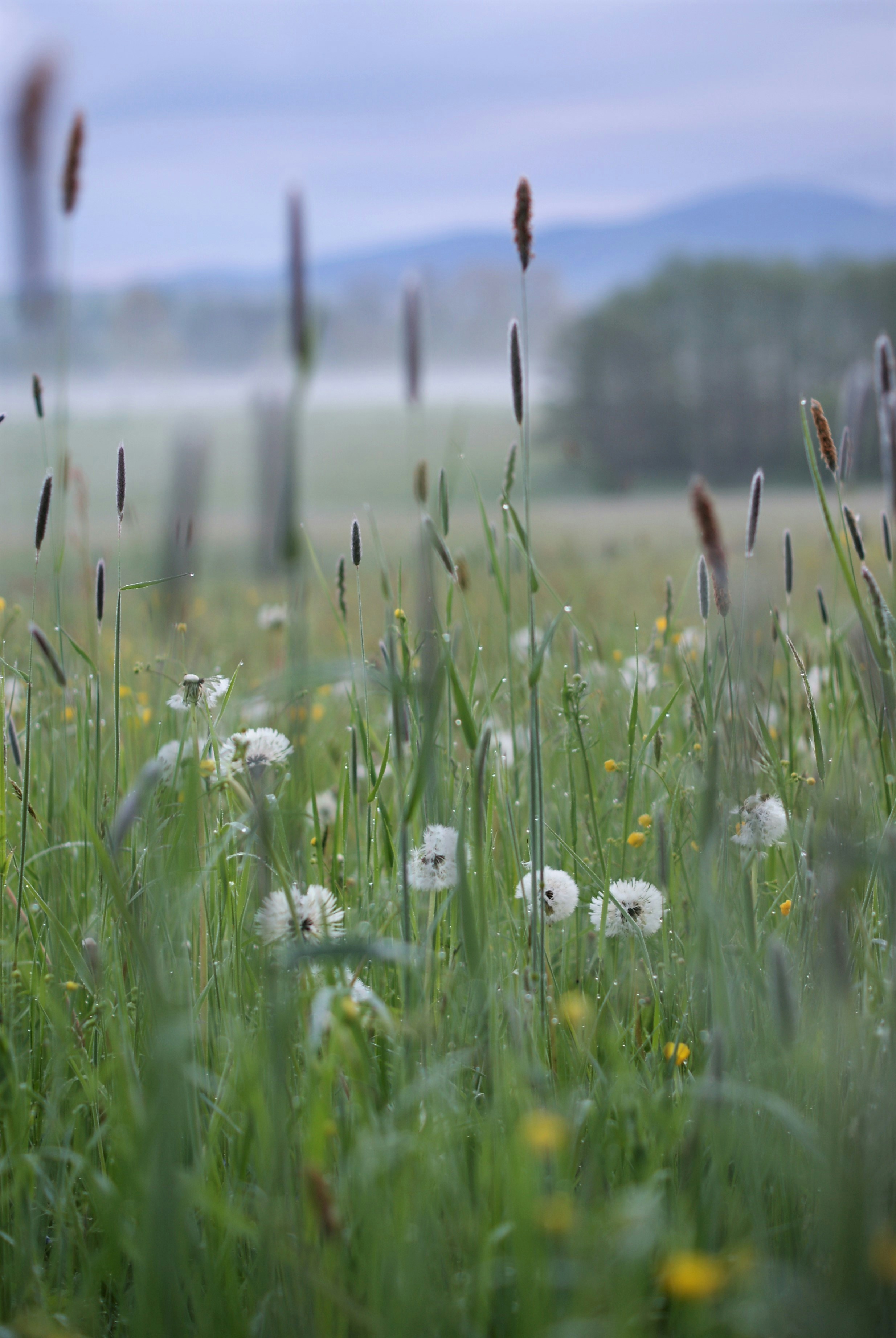 A field full of tall grass and wildflowers photo – Free Meadow Image on ...