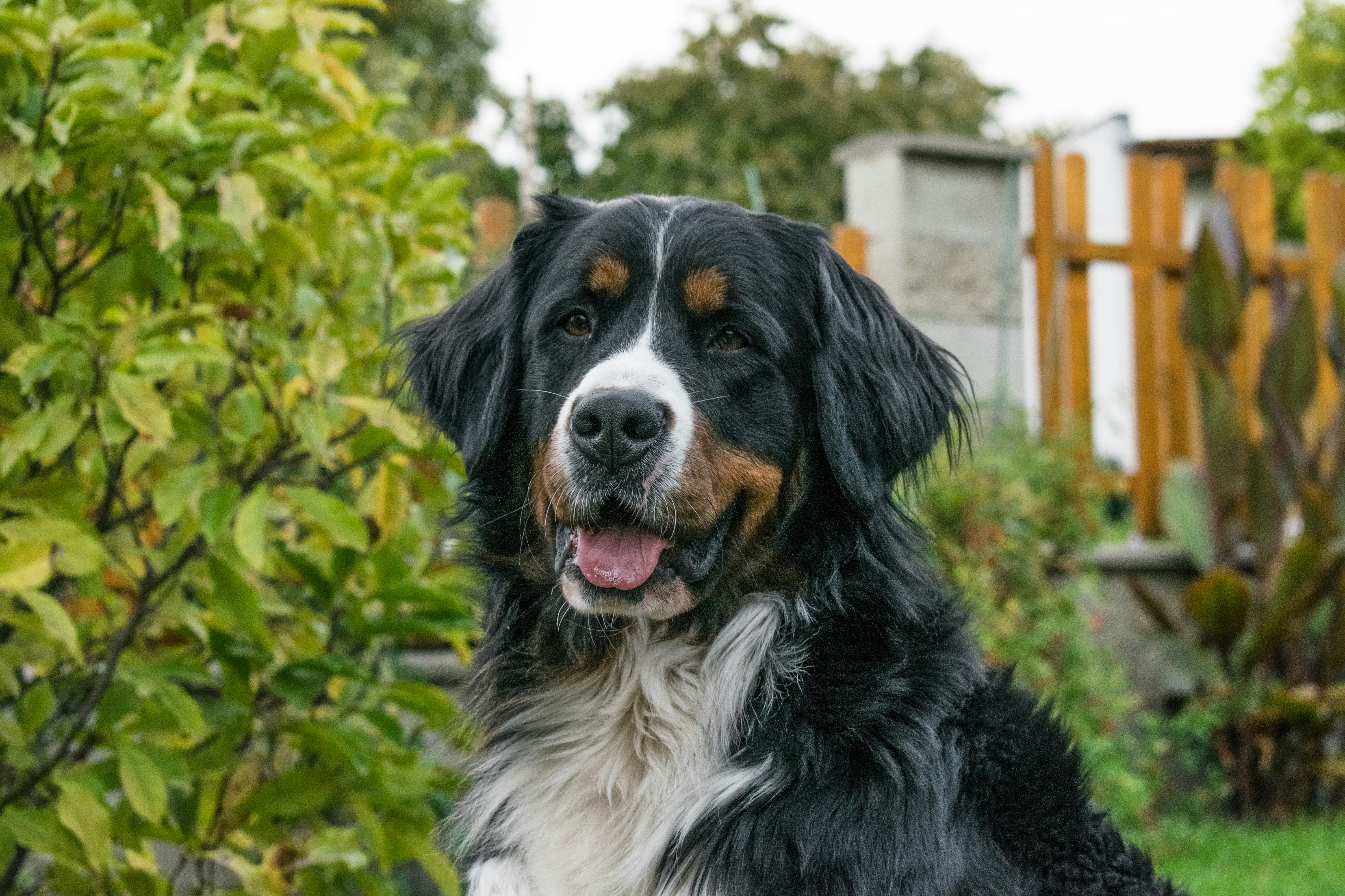 A Bernese Mountain Dog sitting proudly amidst lush greenery, showcasing its friendly demeanor in a serene garden setting.