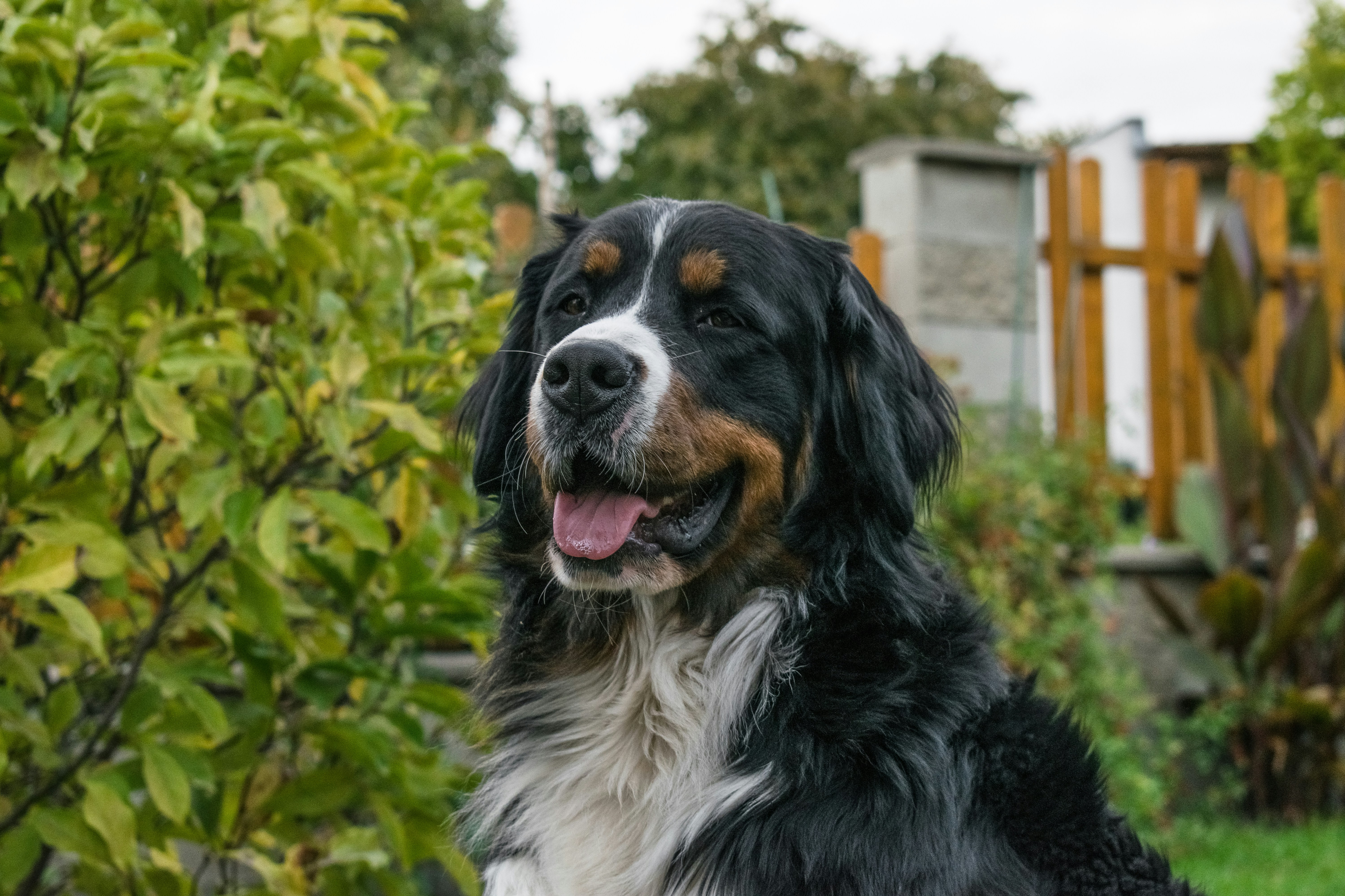 Bernese Mountain Dog sitting proudly in a lush garden, surrounded by greenery and wooden fencing.