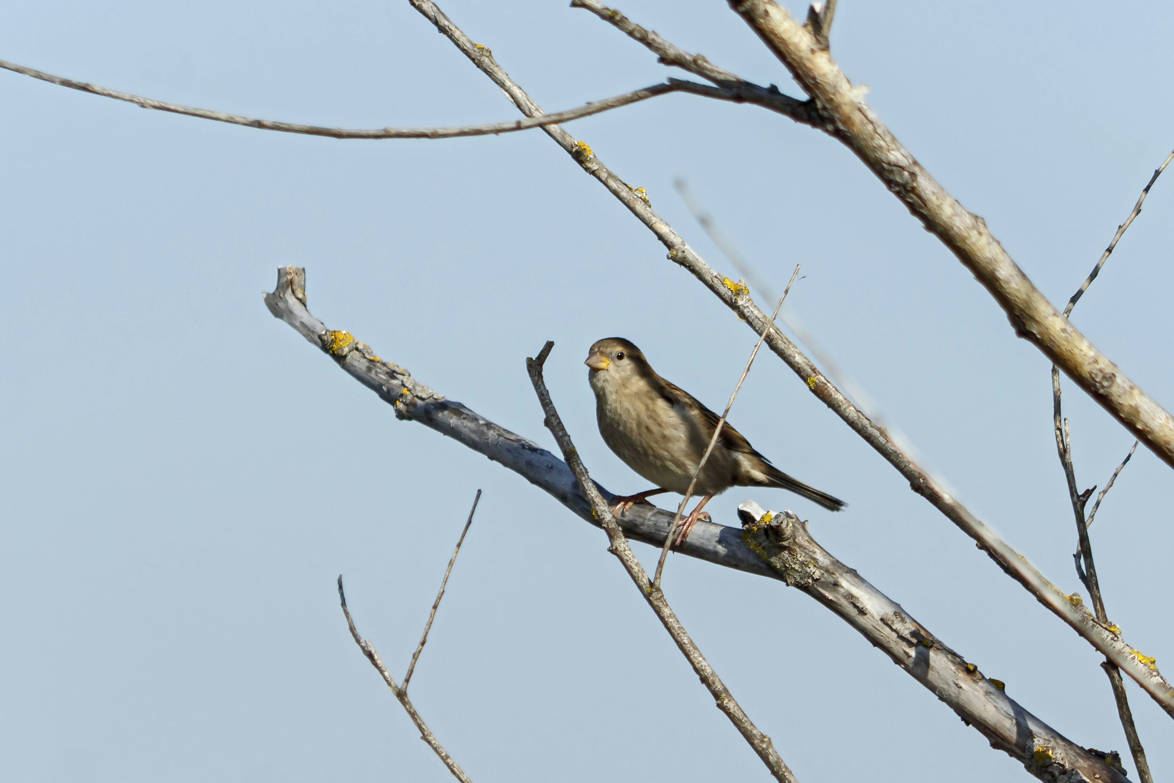 A small bird perched on a slender branch, surrounded by a clear blue sky, showcasing its subtle plumage and alert demeanor.