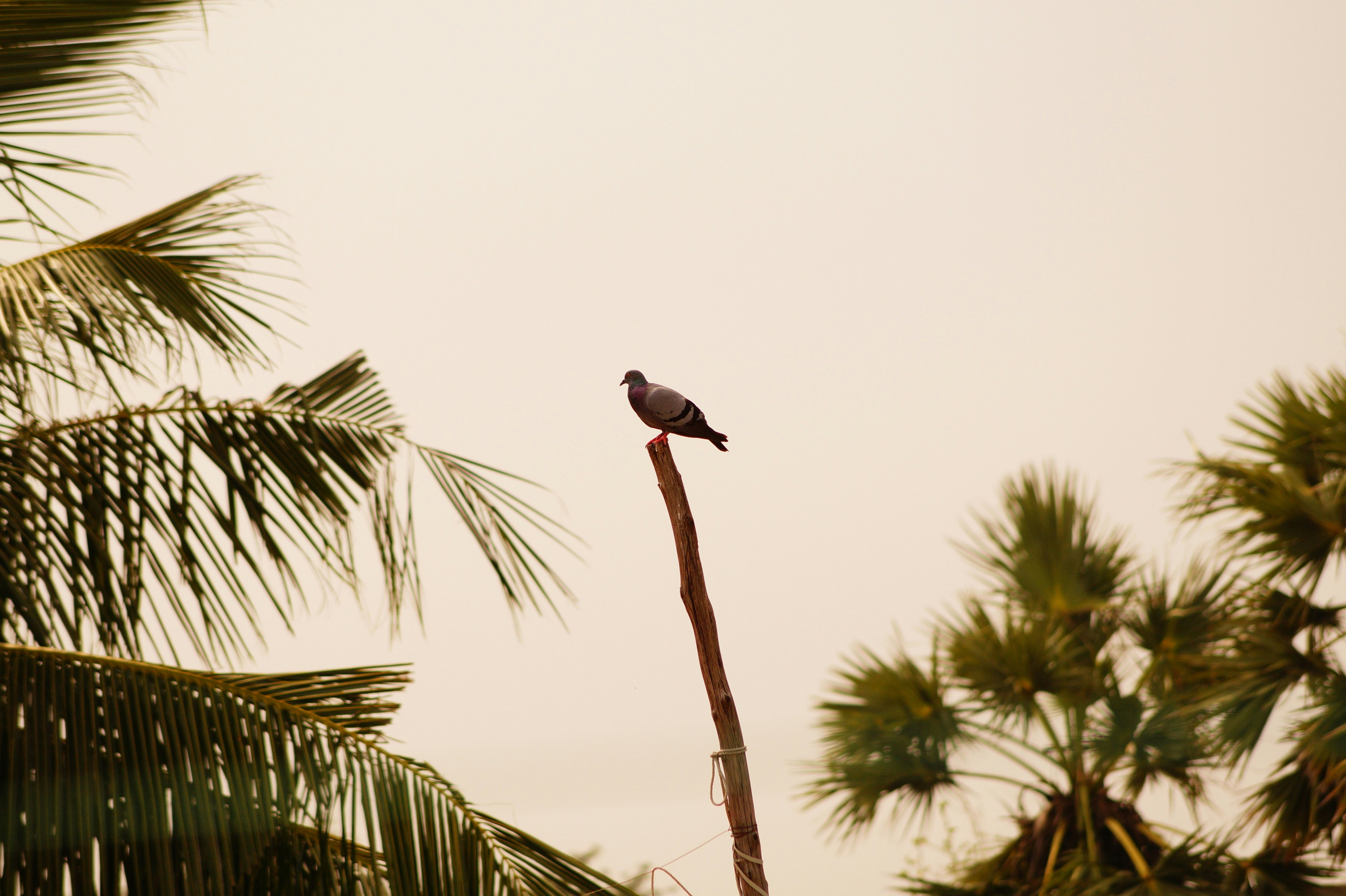 A solitary pigeon perched atop a tall post, surrounded by lush palm trees under a hazy sky.