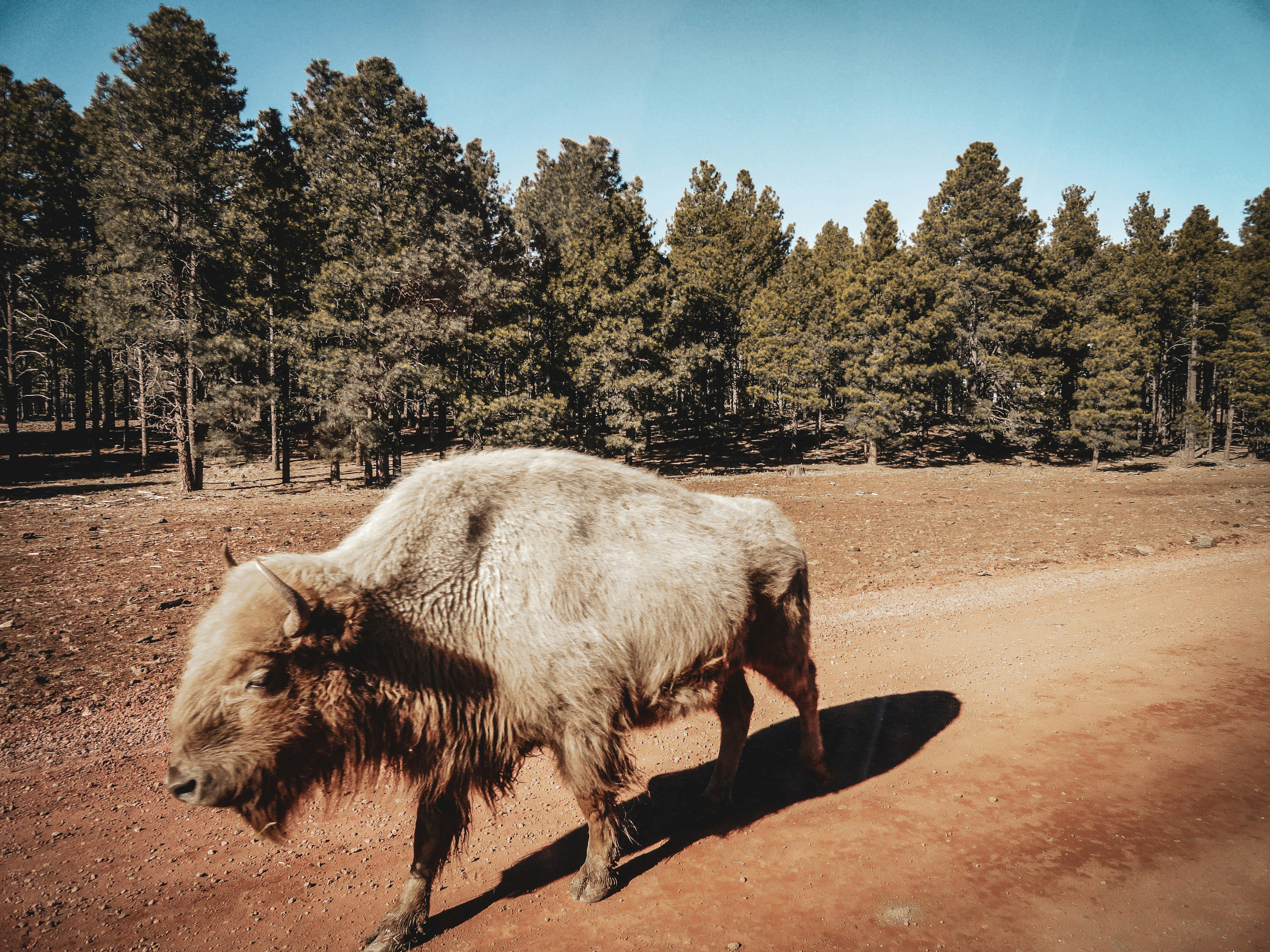 A large furry animal standing on a dirt road photo – Free Cattle Image ...