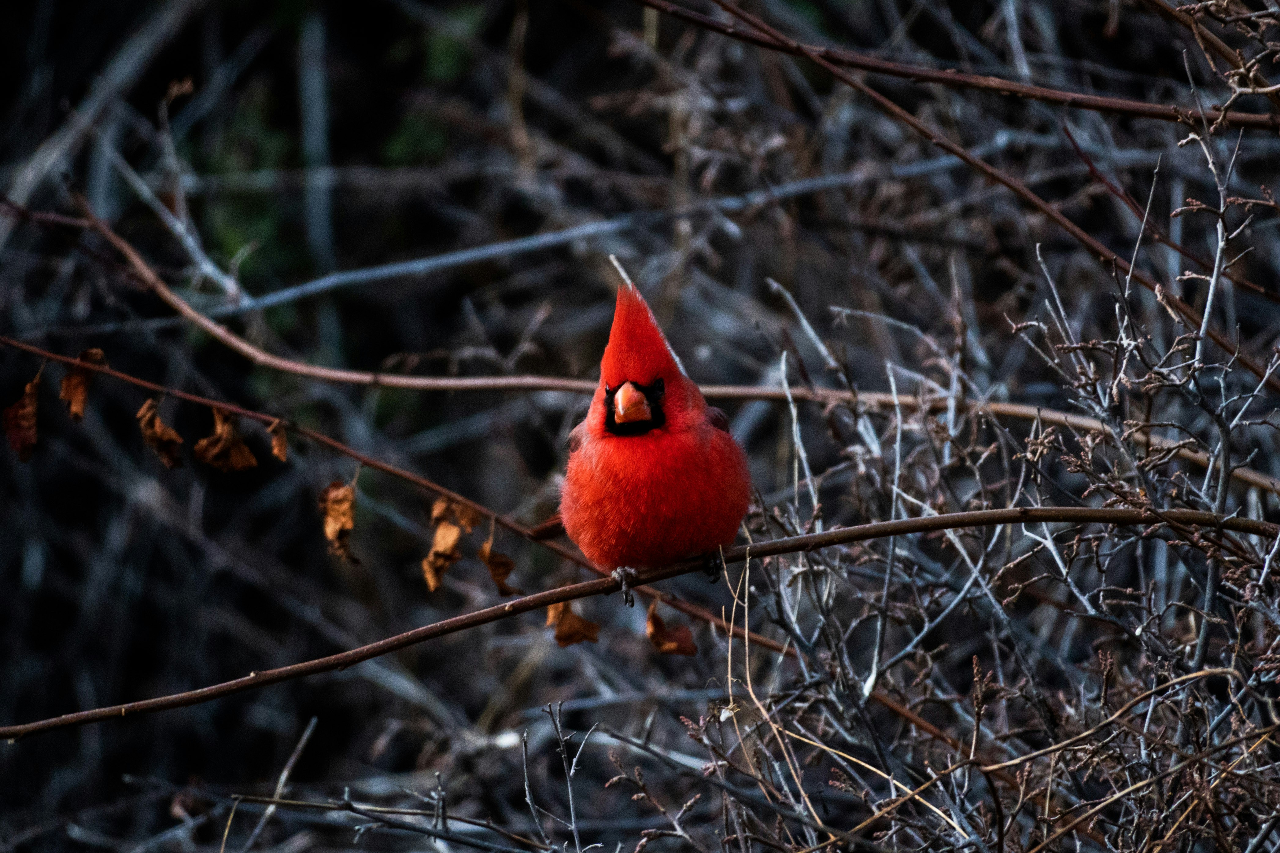 Scarlet Cardinal on a Winter-Tangle