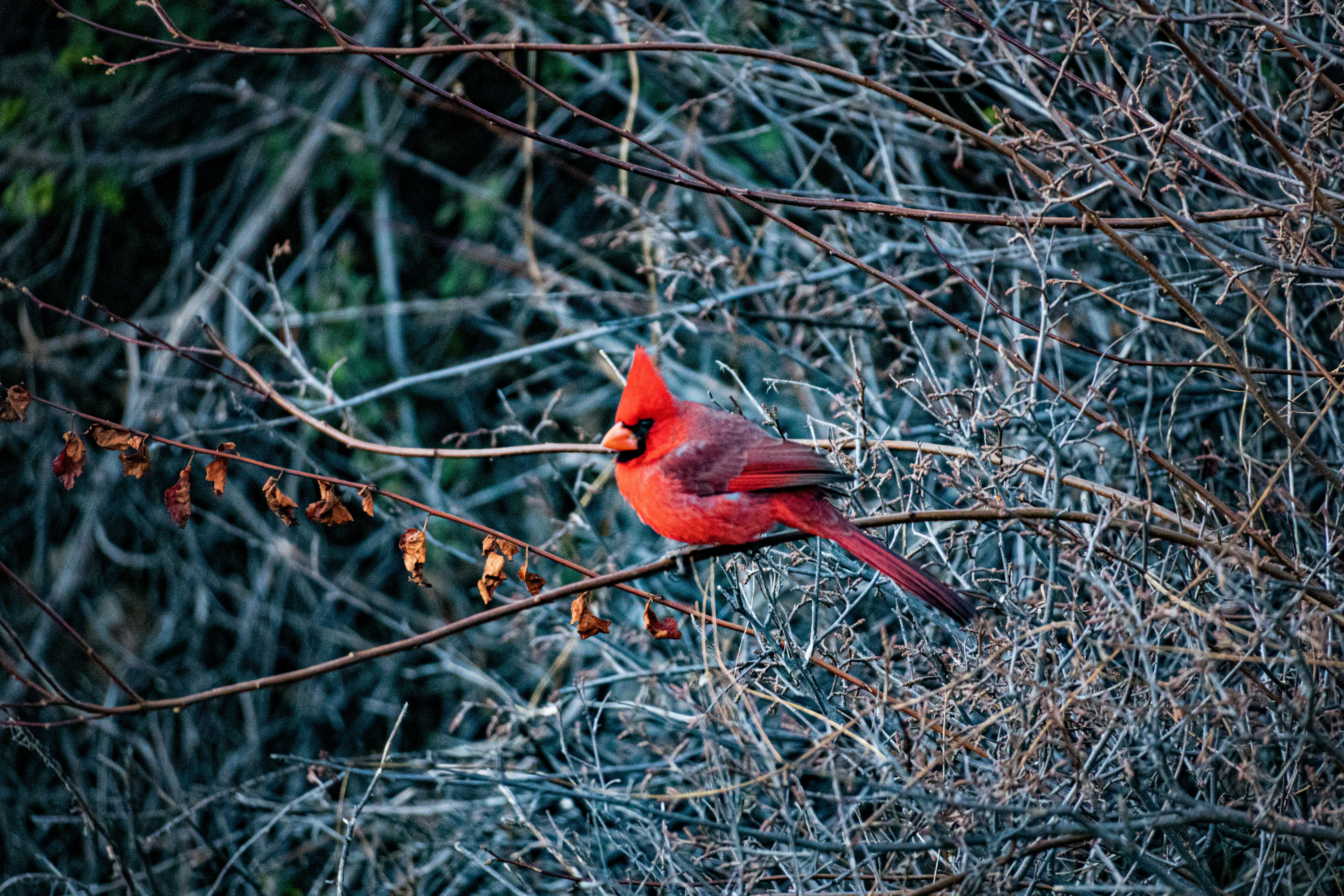A red bird sitting on top of a tree branch photo – Free Animal Image on ...