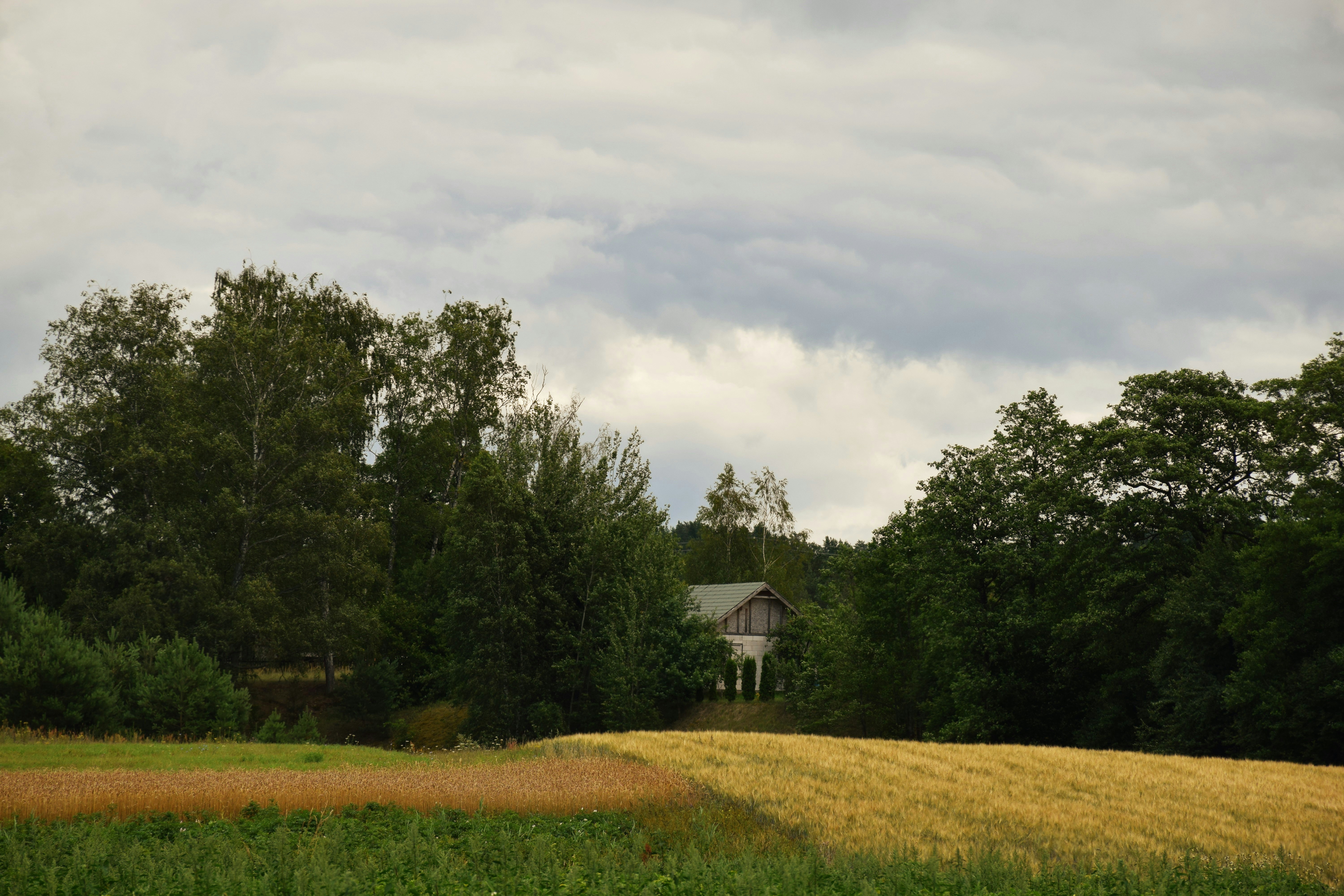 A serene landscape featuring a rustic homestead nestled among lush trees and golden fields under a moody sky.