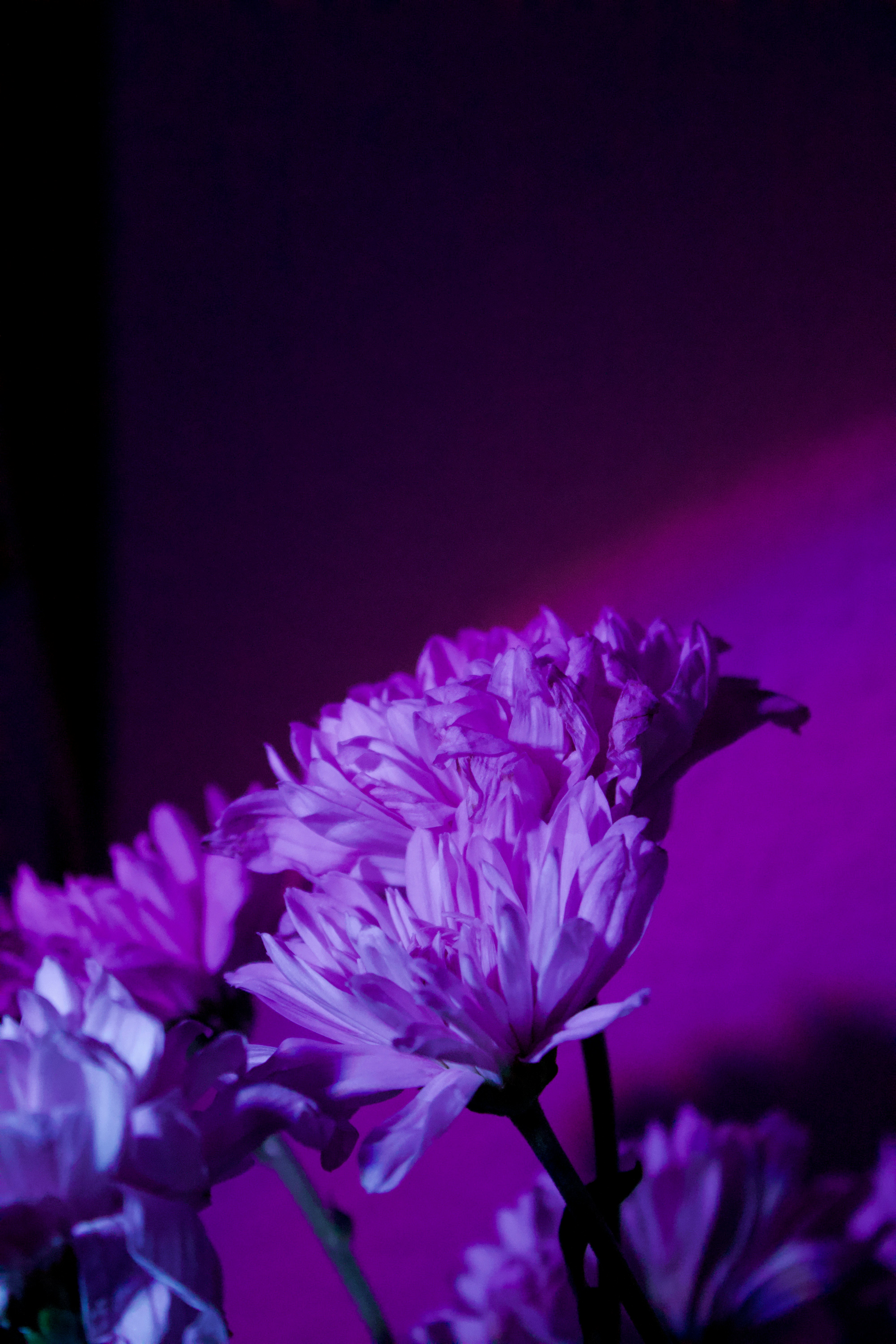 Neon Chrysanthemums: A Magenta Glow in Velvet Darkness