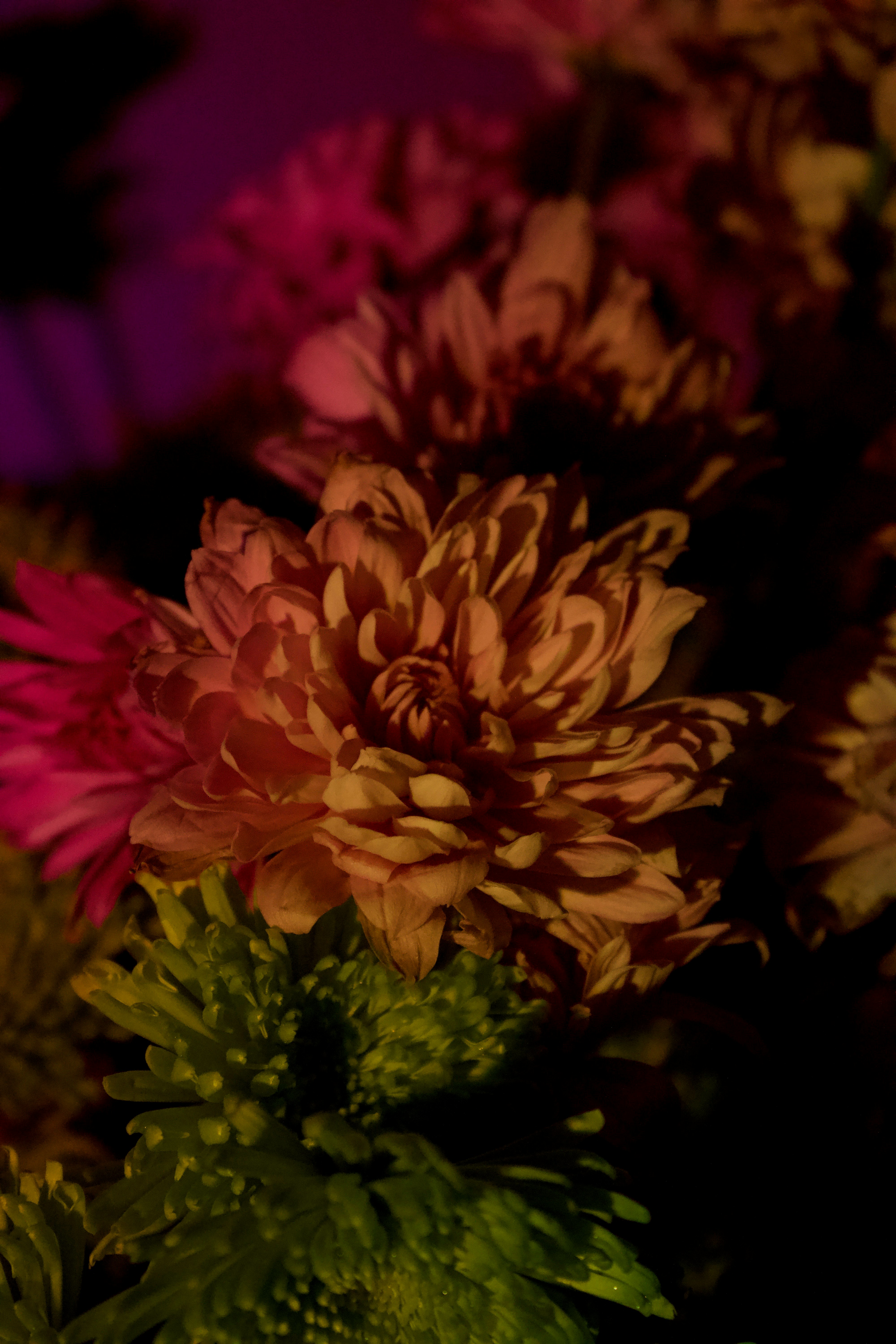 Amber Chrysanthemums Bathed in Velvet Magenta Night