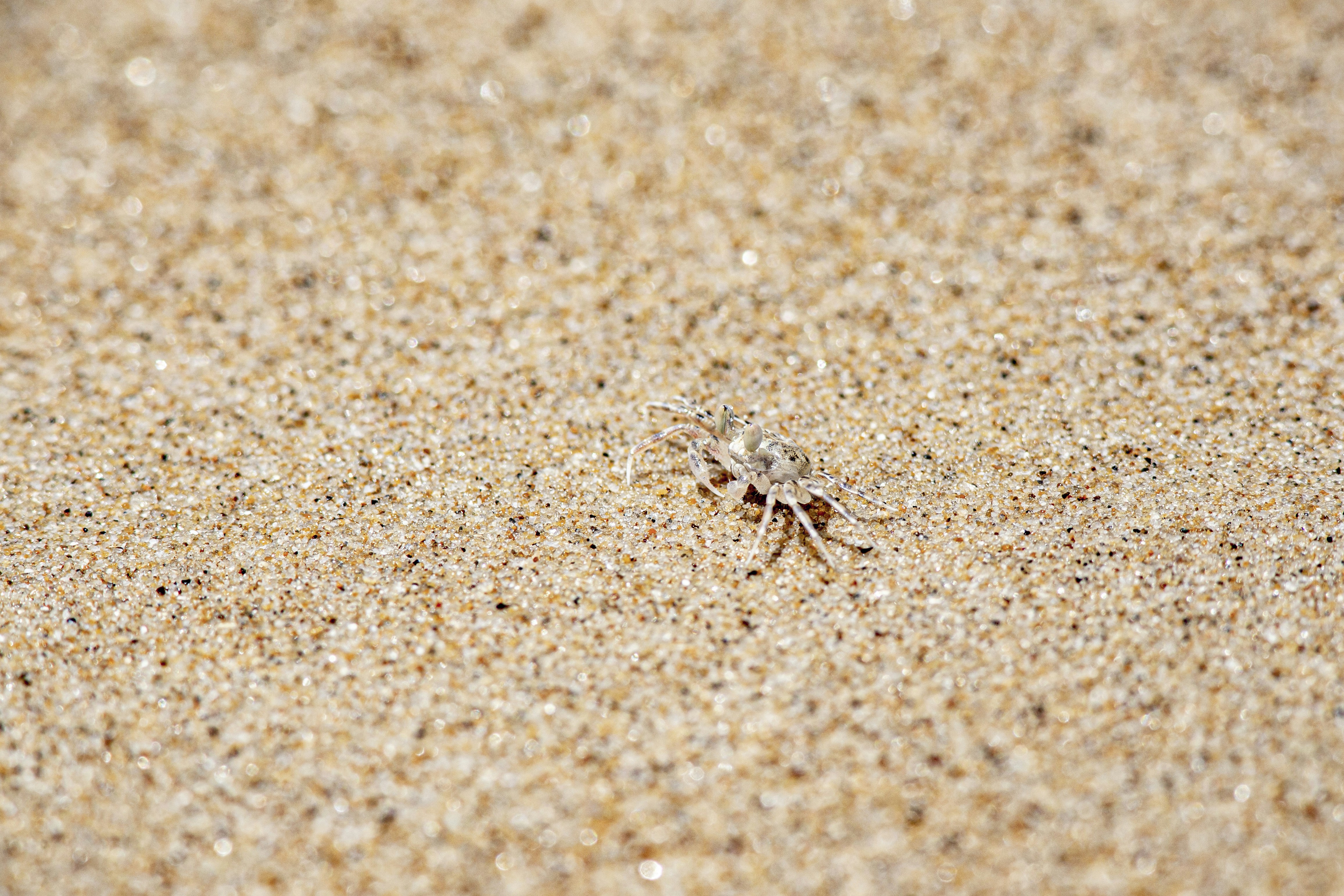 Foto zum Thema Eine Spinne, die am Strand im Sand kriecht – Kostenloses ...