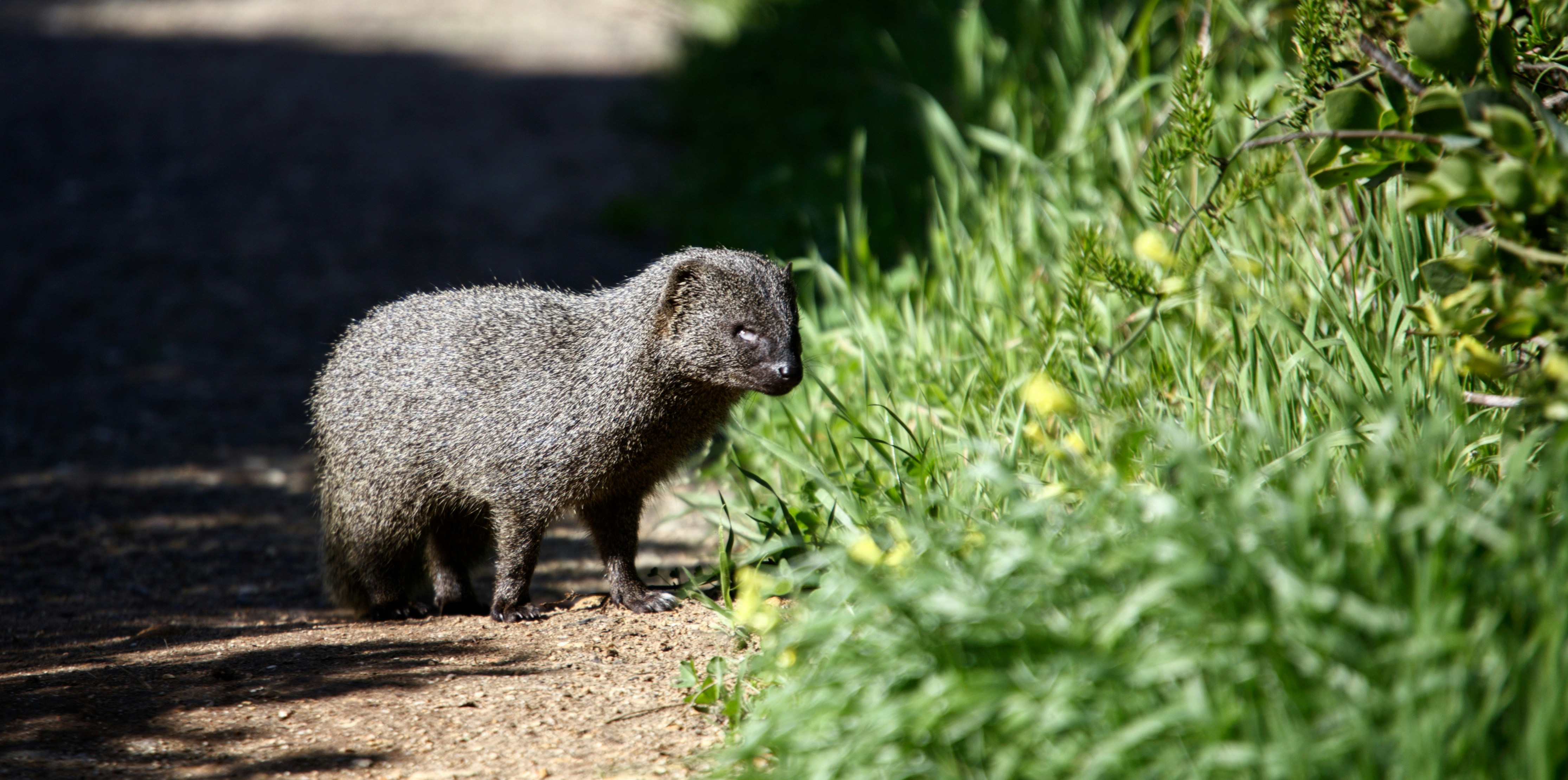Dappled Light Forager on a Sunlit Path