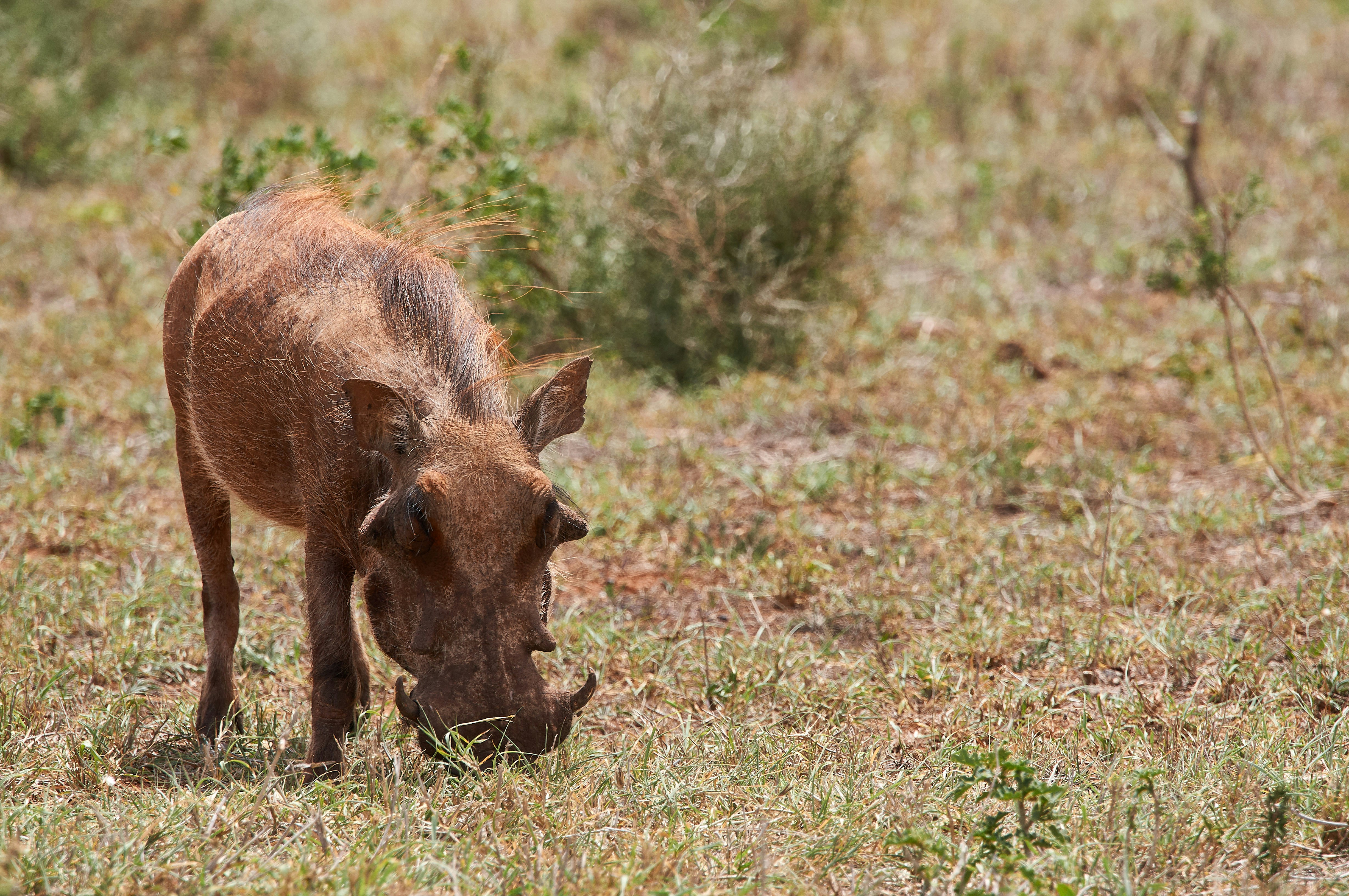 Un petit animal brun debout au sommet d’un champ couvert d’herbe photo ...