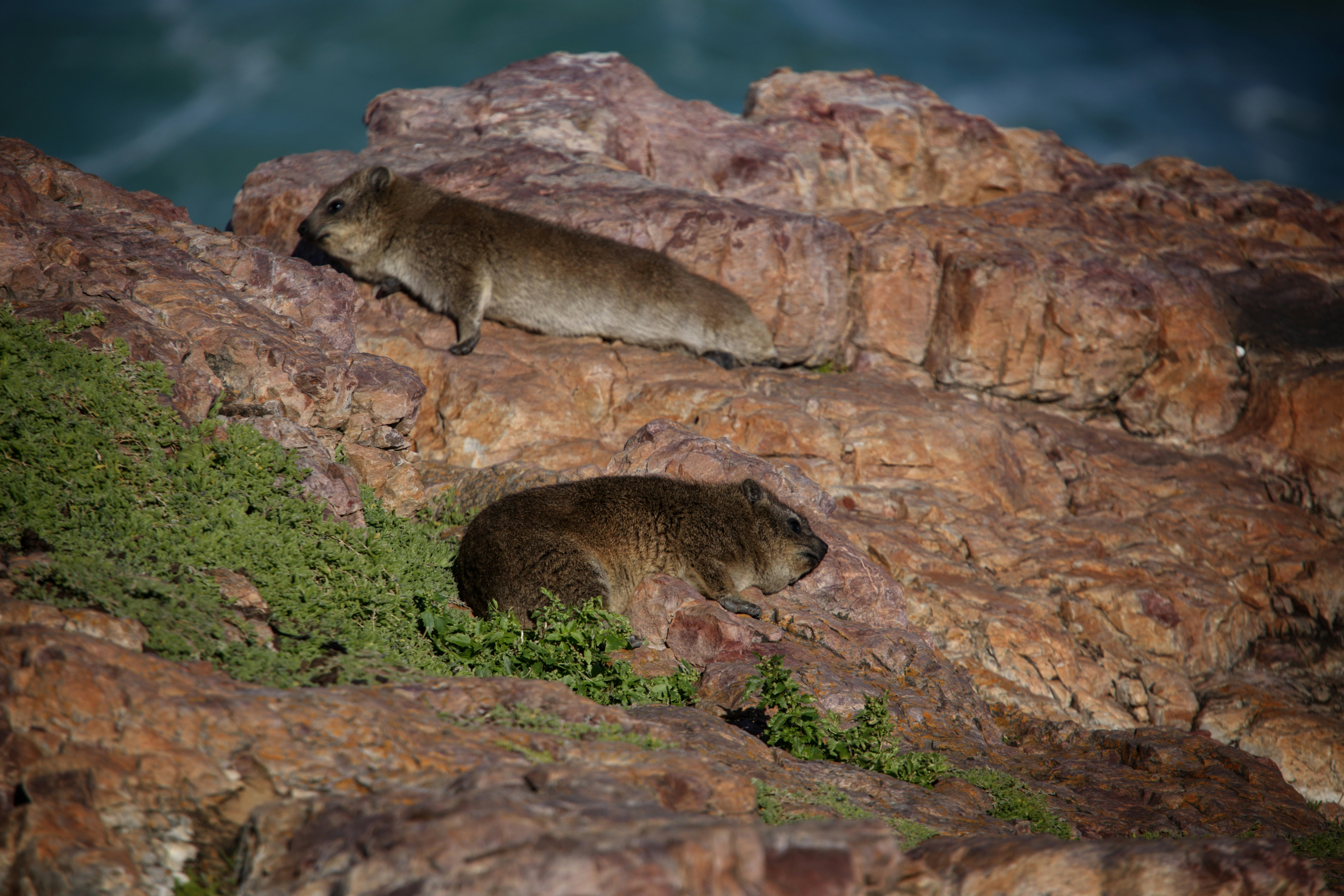 Two rock wallabies resting on sunlit rocks surrounded by coastal vegetation. Their natural habitat showcases the rugged beauty of the shoreline.