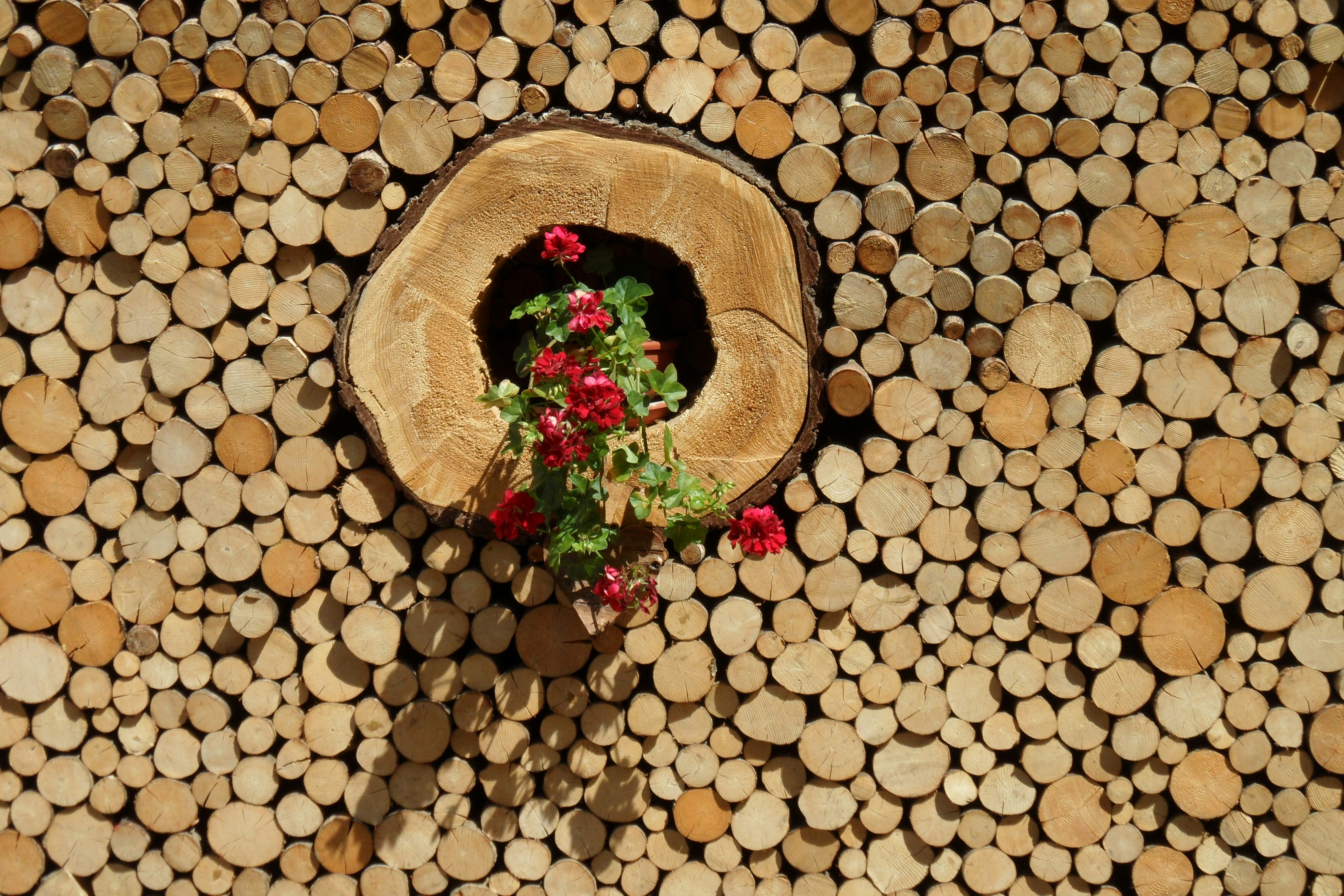 Top-down photograph of a hollow log centerpiece with red flowers, surrounded by a field of round wood cross-sections.