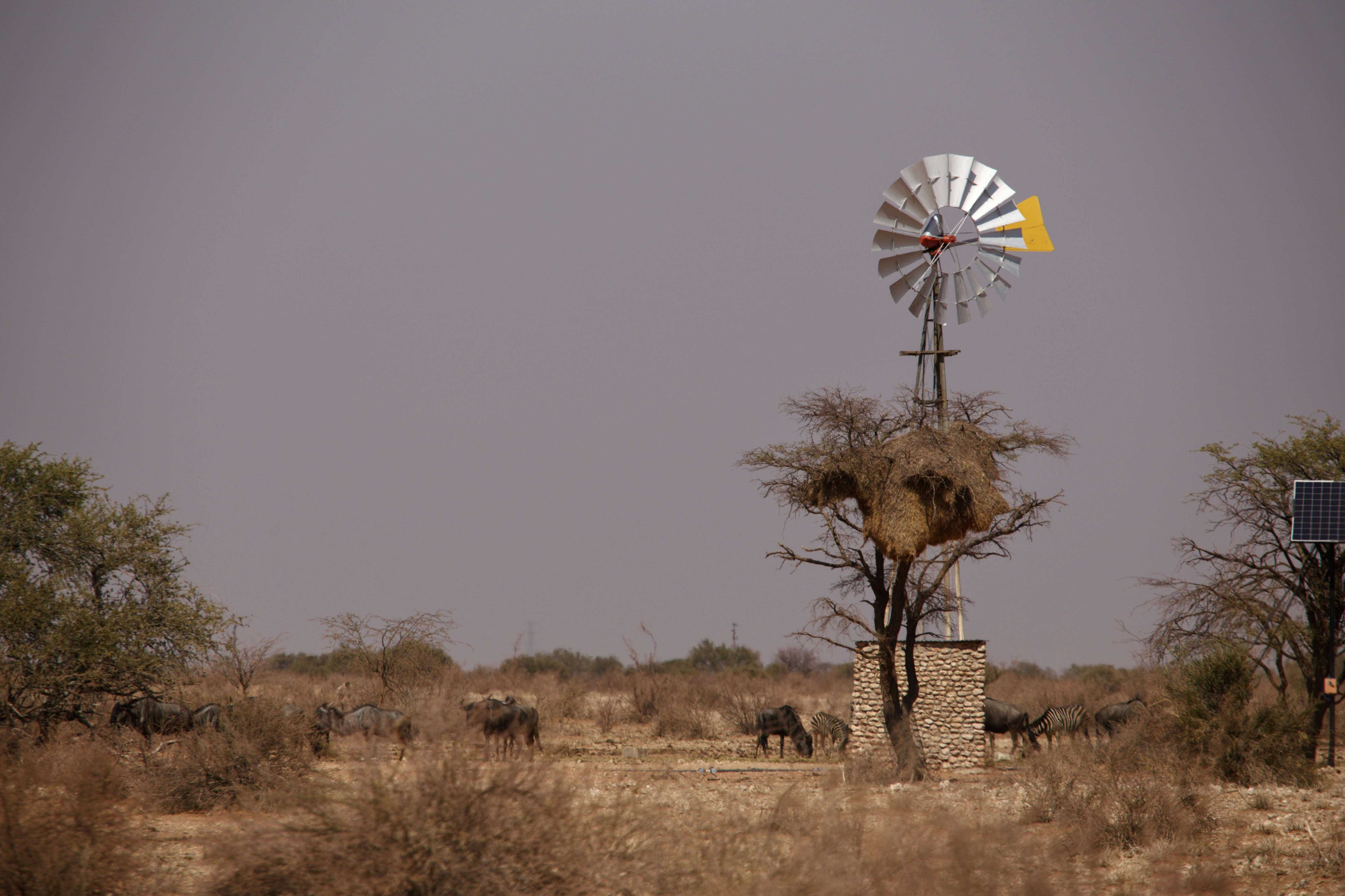 Desert Windmill Sentinel