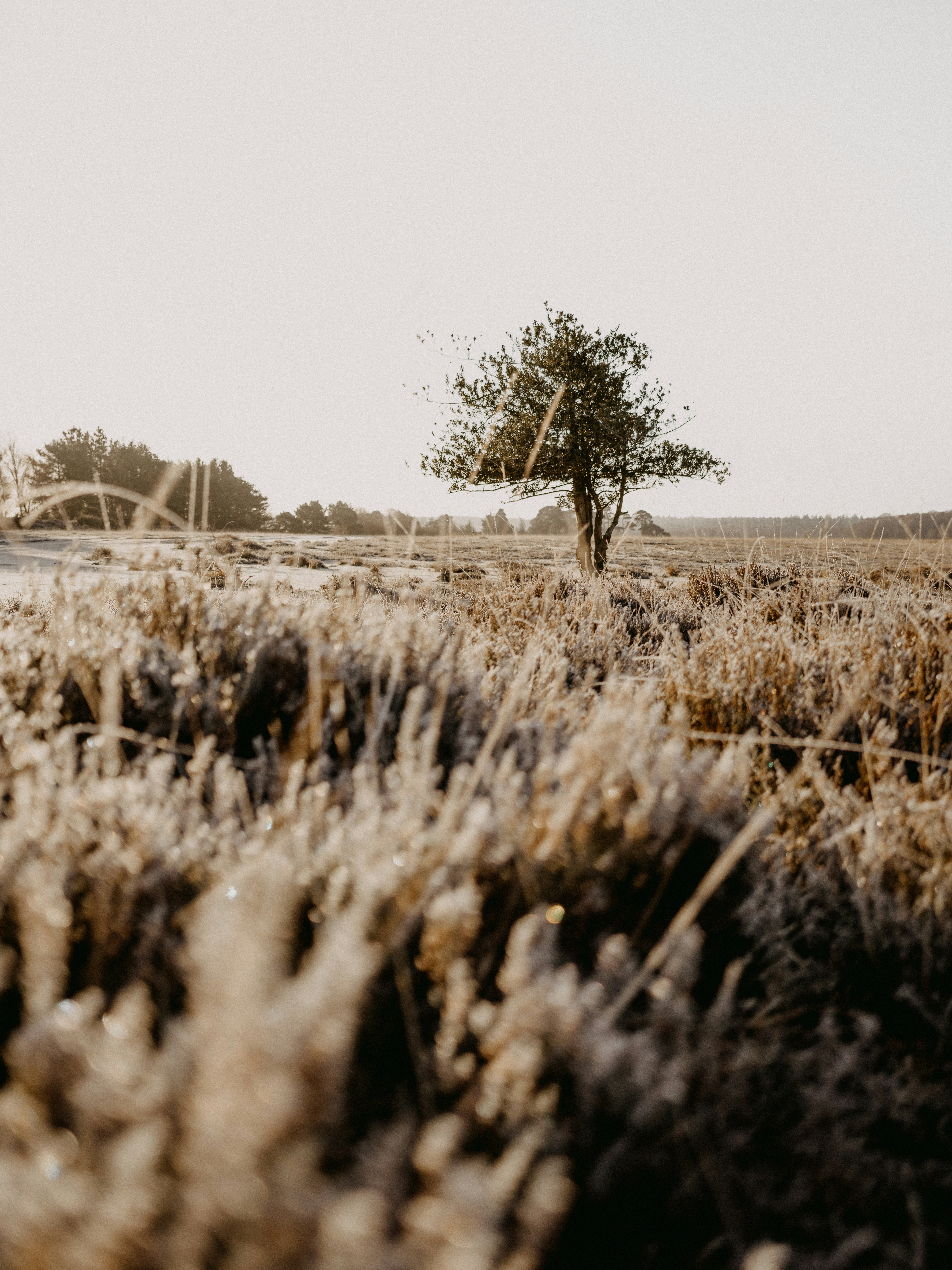 Lone tree standing amidst frosty grass under a soft morning light, evoking a sense of tranquility and solitude.
