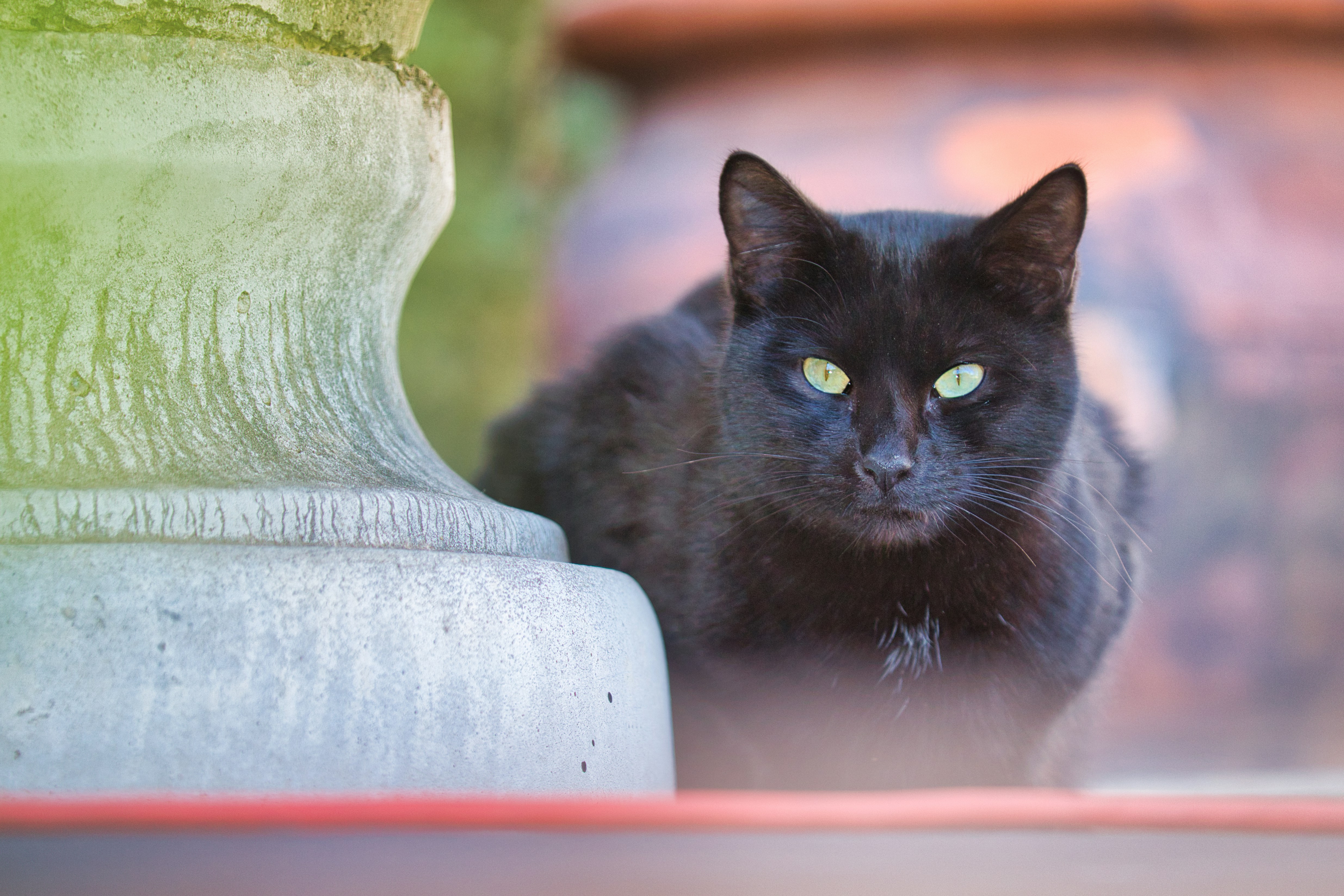 Midnight Observer: A Black Cat Pauses by the Pillar