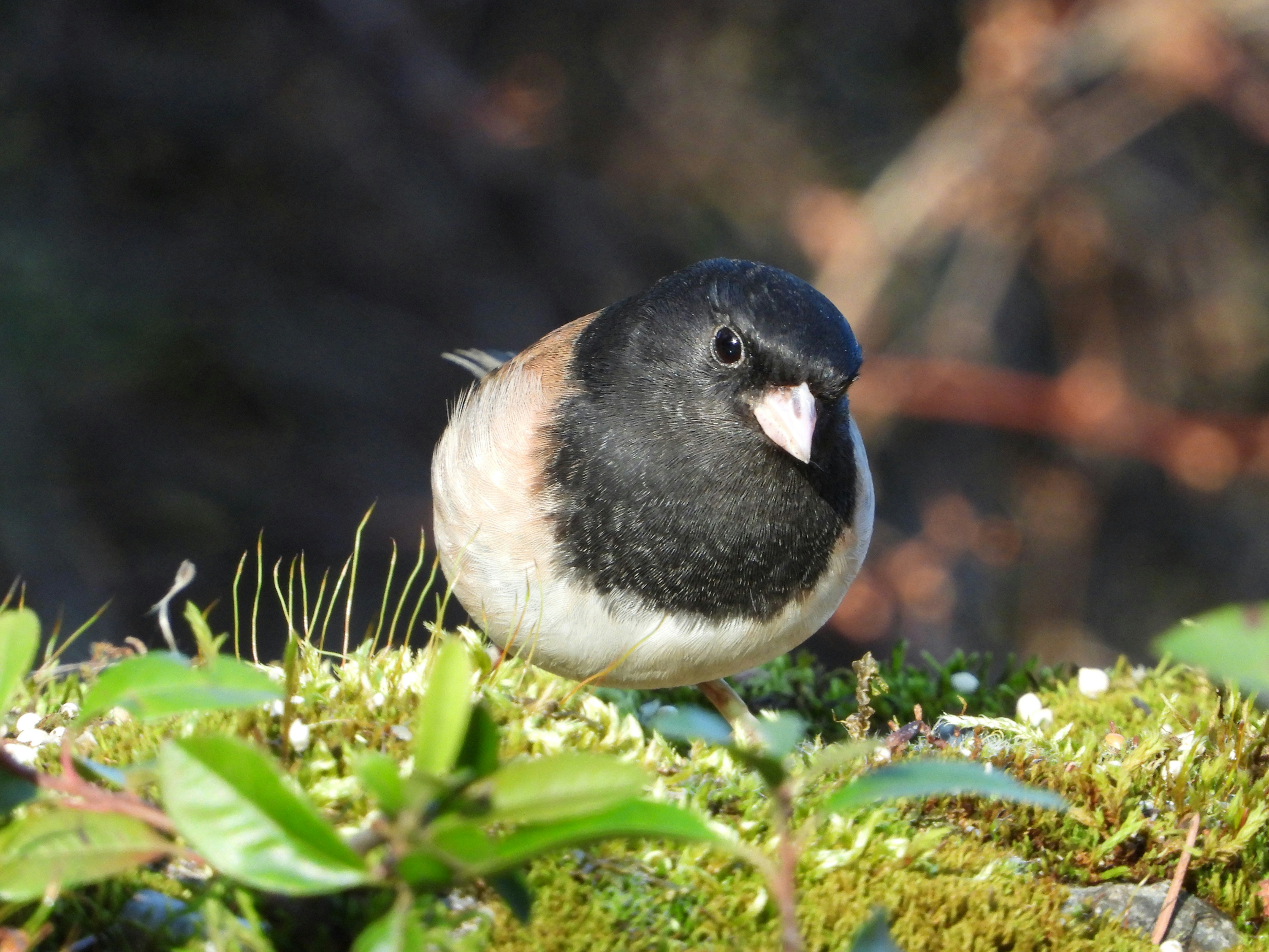 Mossy Perch: a Black-Capped Visitor in Focus