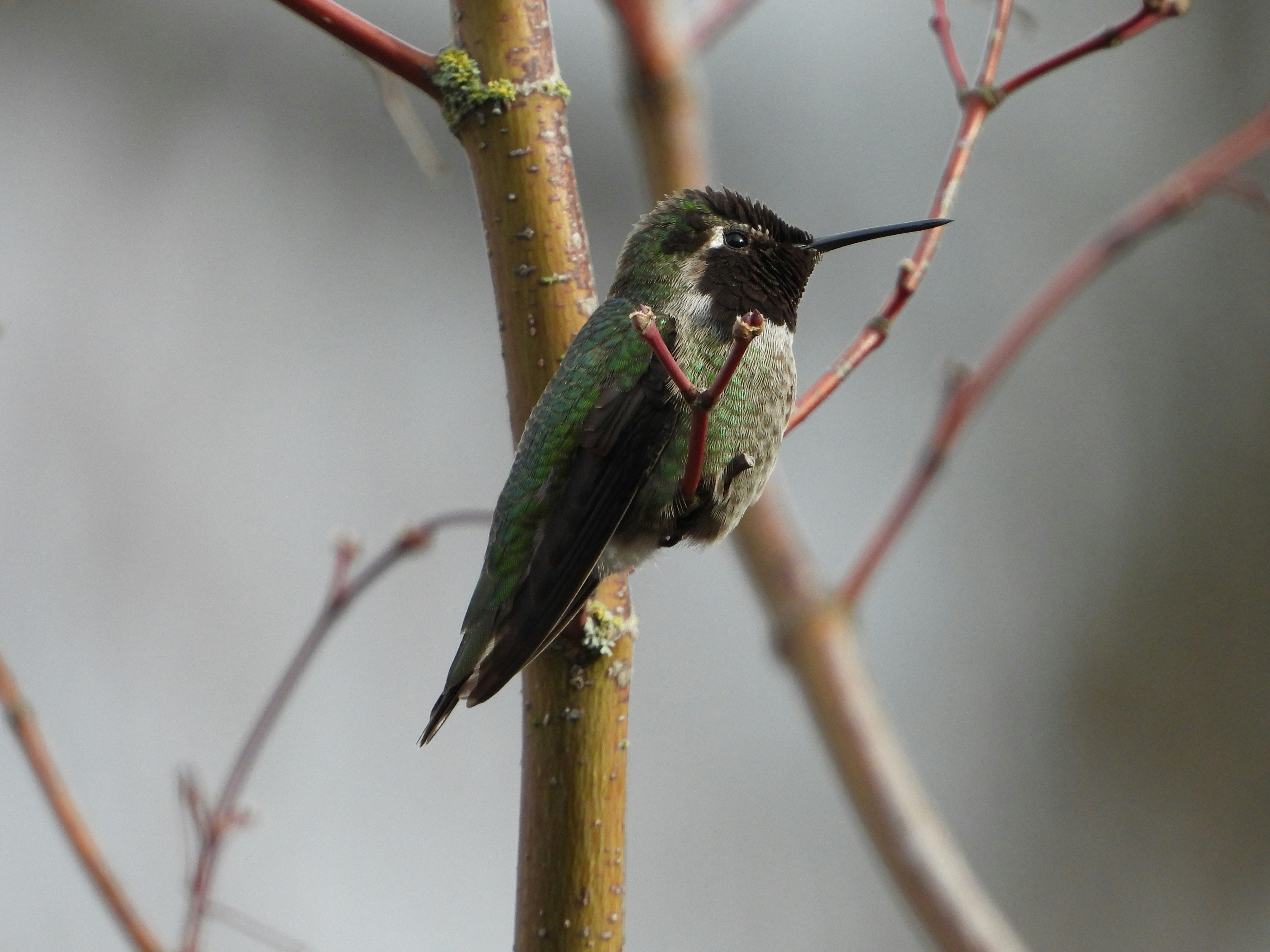 A hummingbird perches on a tree branch photo – Free Grey Image on Unsplash
