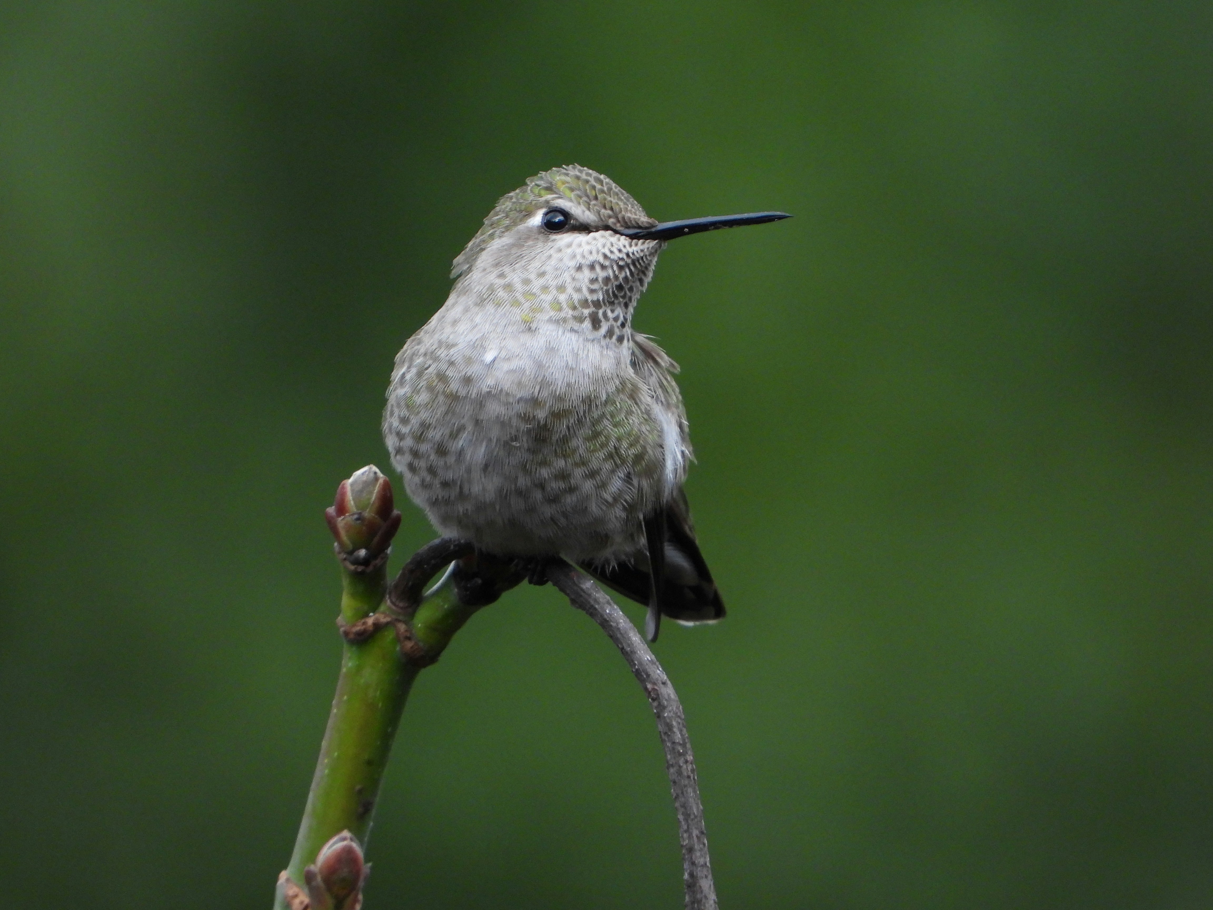 A hummingbird perches on a twig photo – Free Grey Image on Unsplash