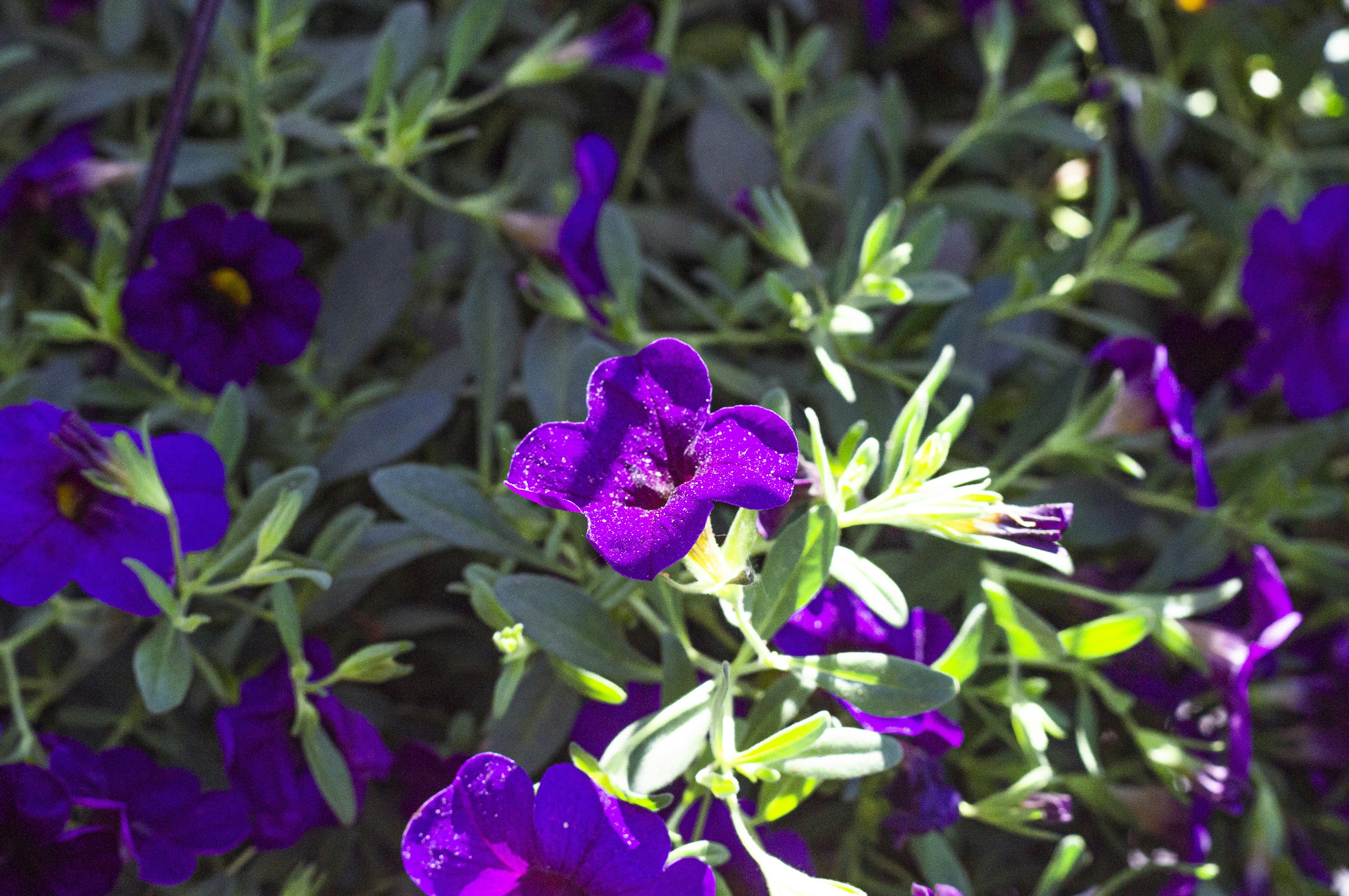 Vibrant purple flowers nestled among lush green foliage, showcasing the beauty of spring blooms.
