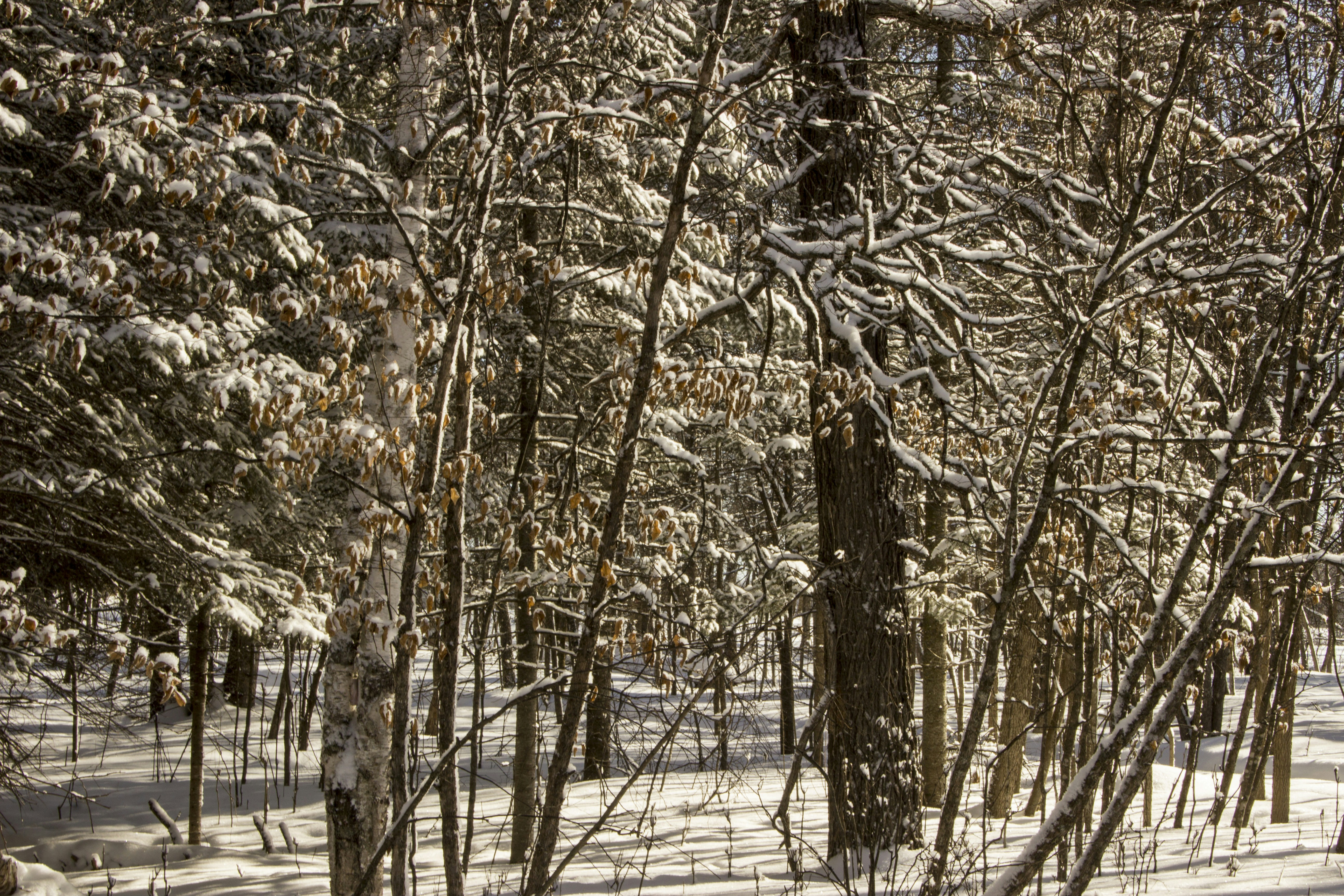 Snow-blanketed Trunk Chorus
