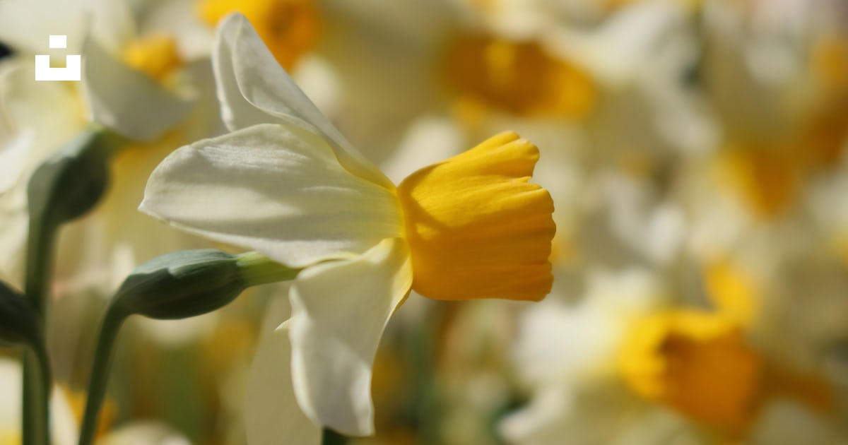 Un bouquet de fleurs blanches et jaunes dans un vase photo – Photo ... Un bouquet de fleurs blanches et jaunes dans un vase photo – Photo ...