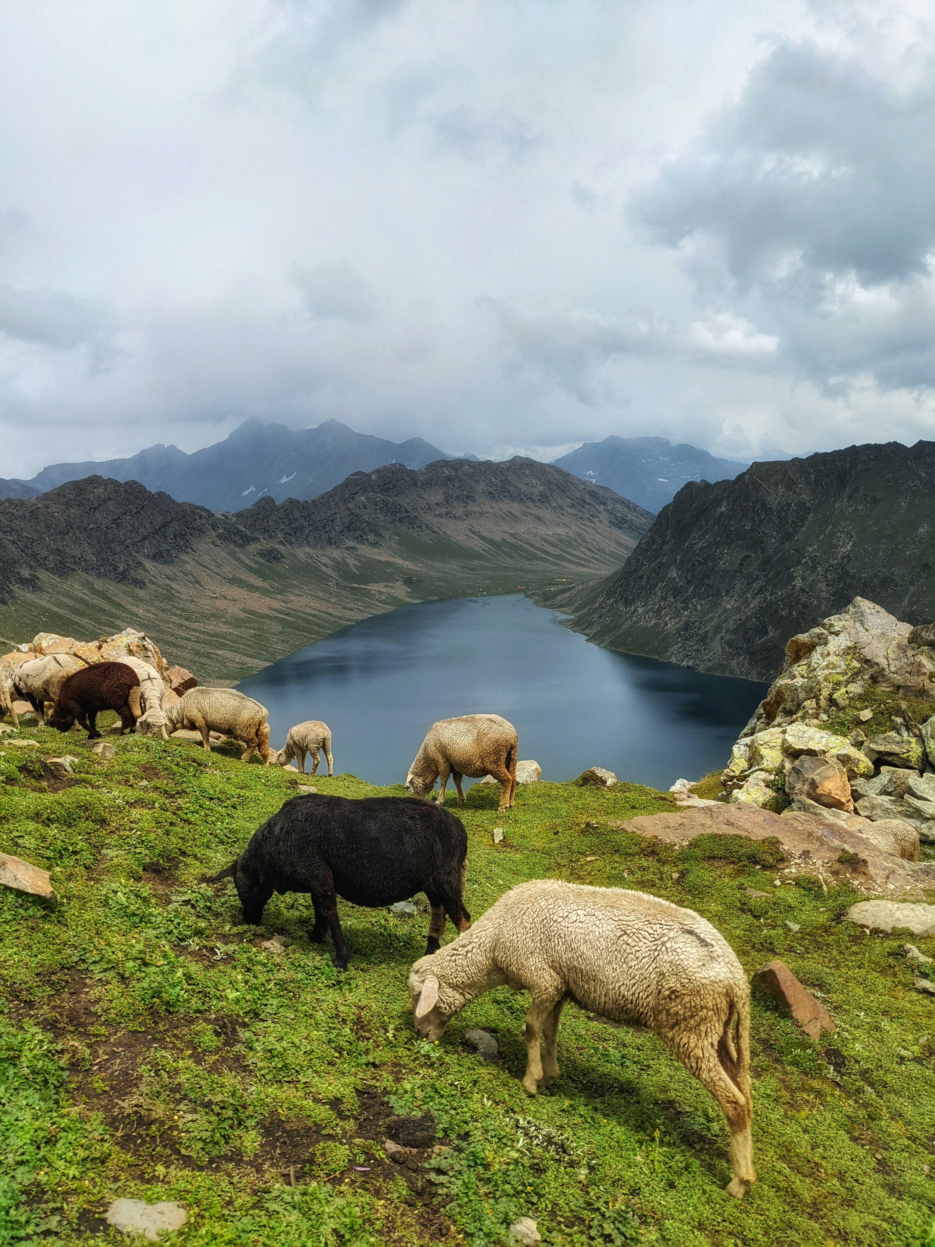 Black Sheep at the Crest: Alpine Grass and a Quiet Tarn