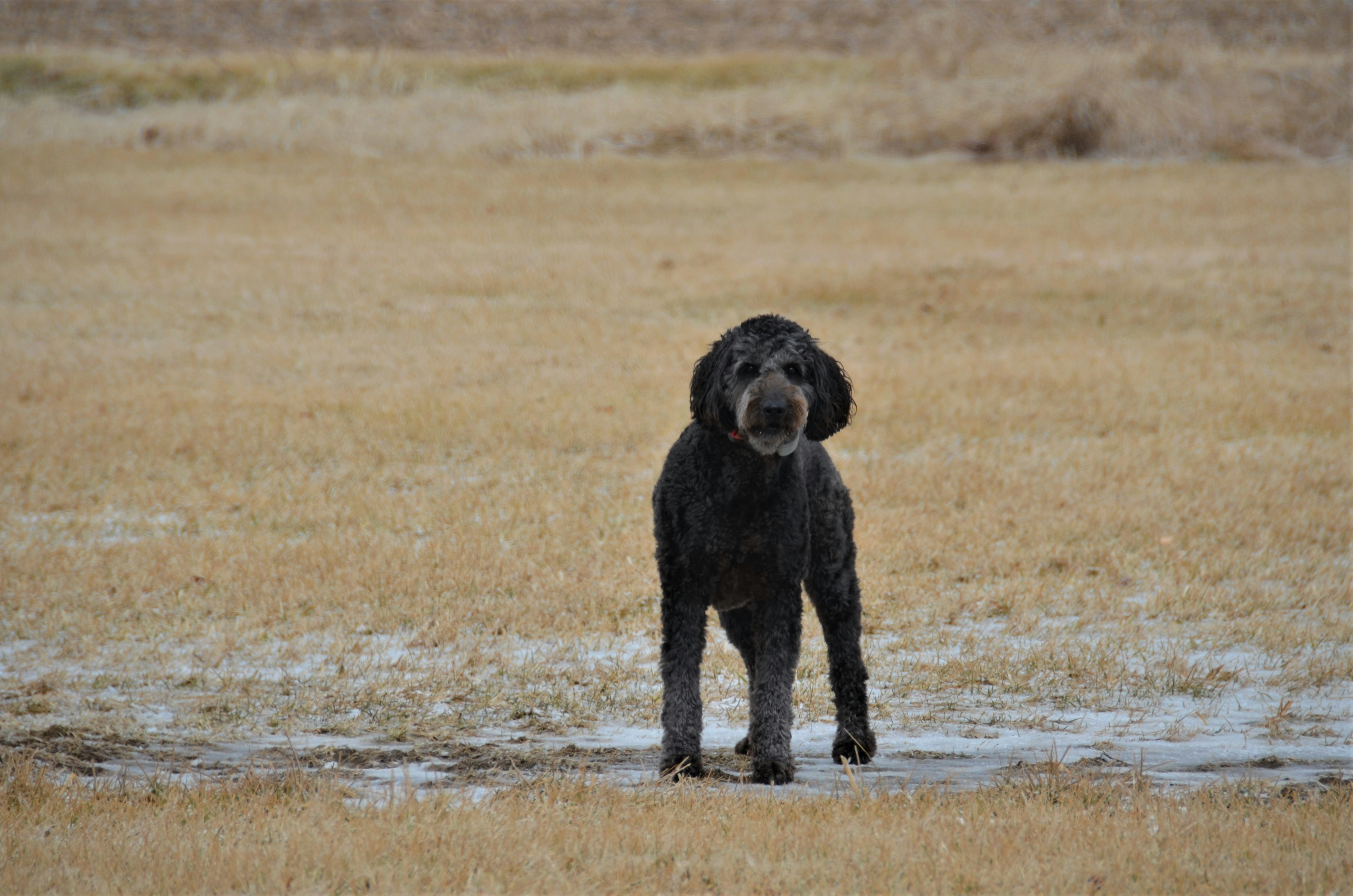 Mudfield Sentinel: a black dog stands firm at the edge of a damp plain