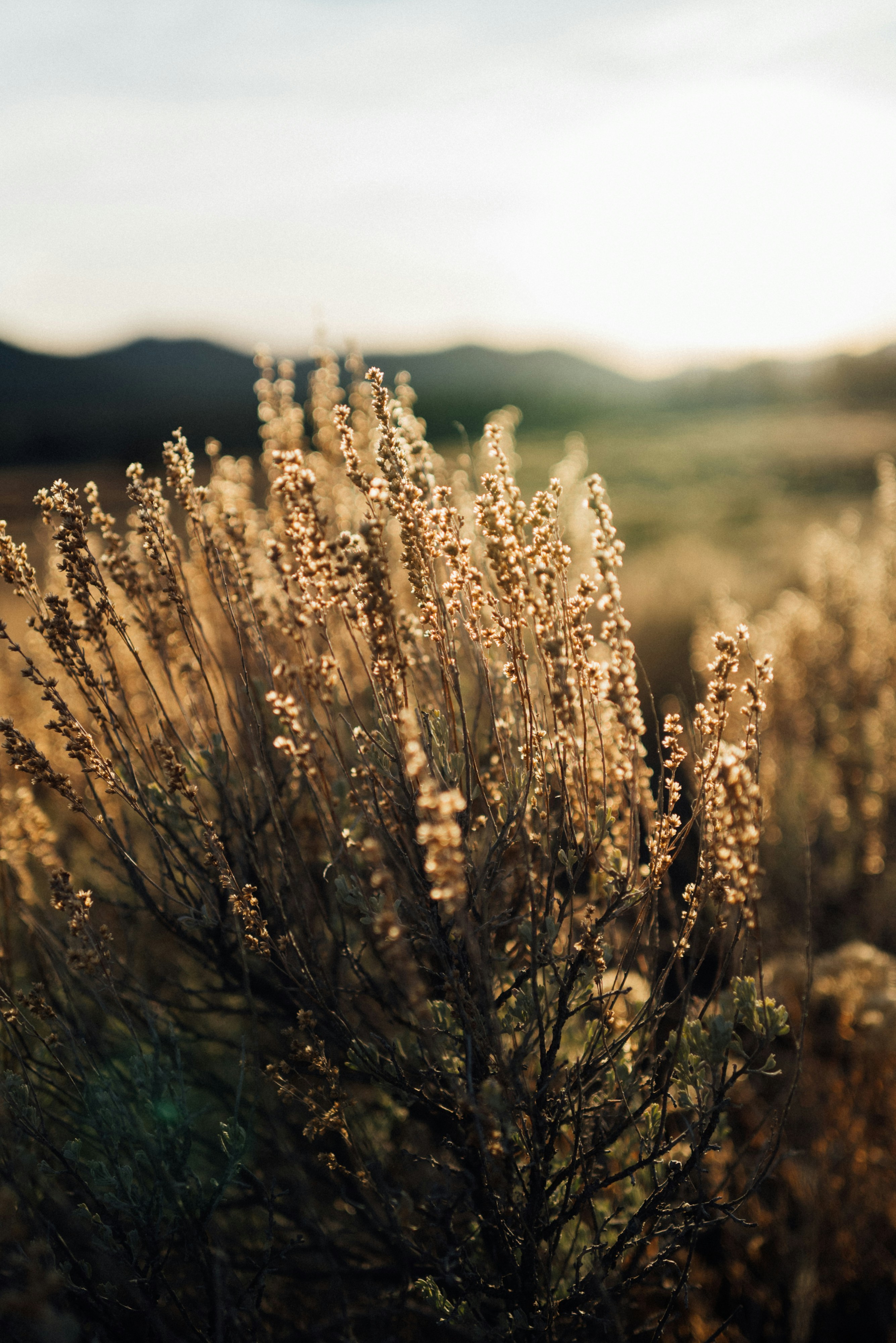 A bush with lots of brown flowers in the middle of a field photo – Free ...