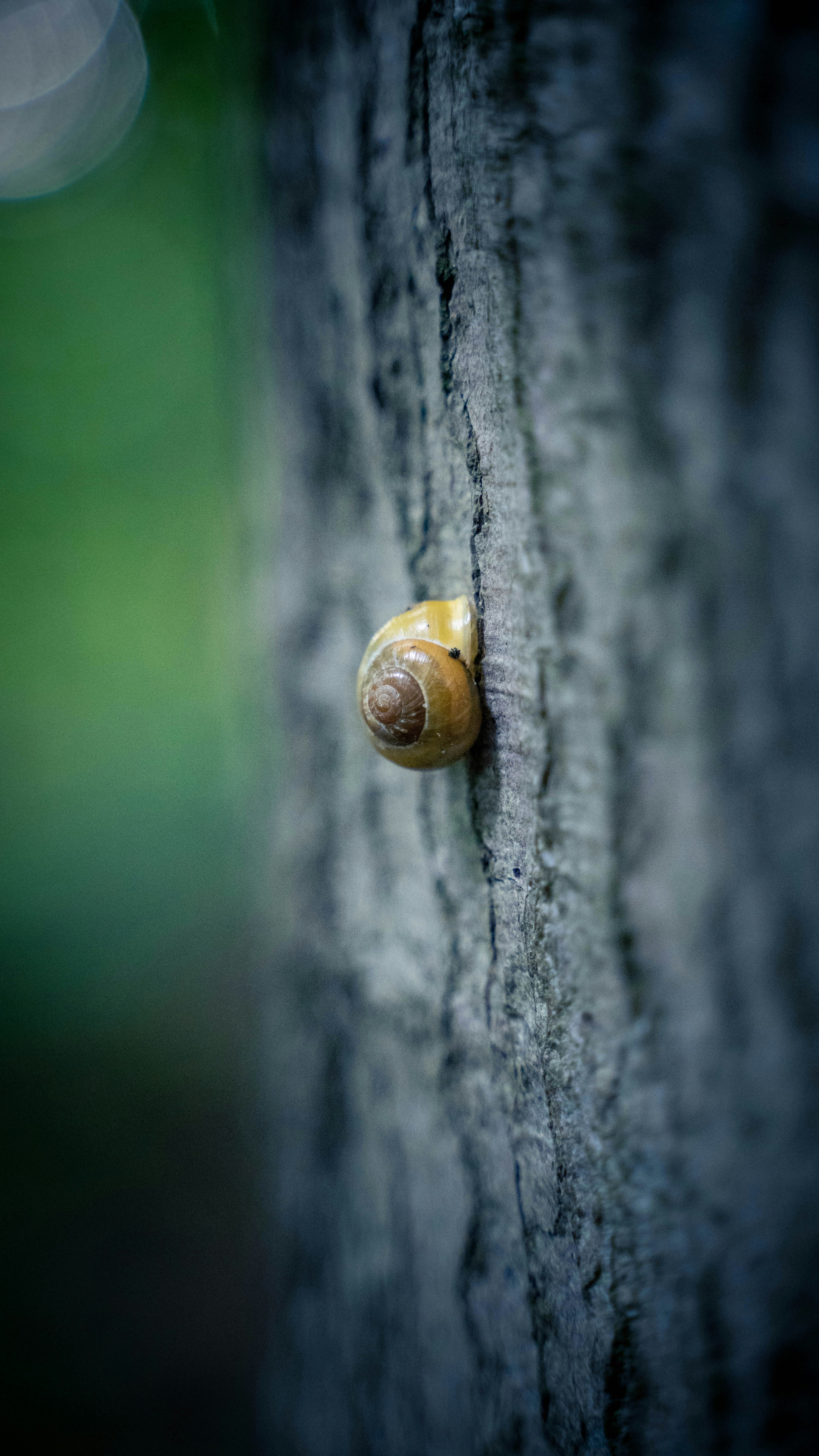 Foto Un primer plano de un caracol en un árbol – Imagen Animal gratis ...