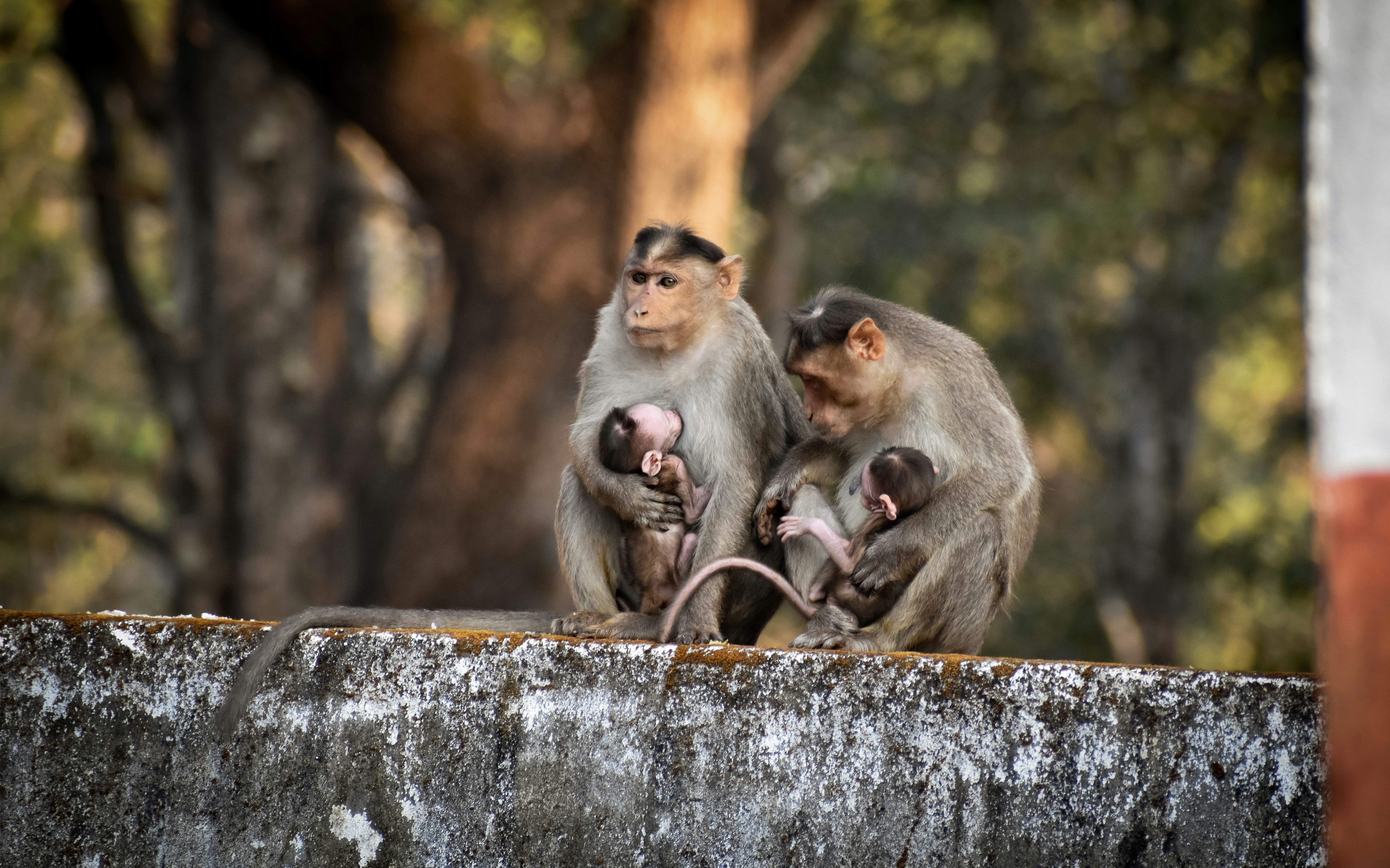 Um casal de macacos sentados em cima de uma parede de cimento foto ...