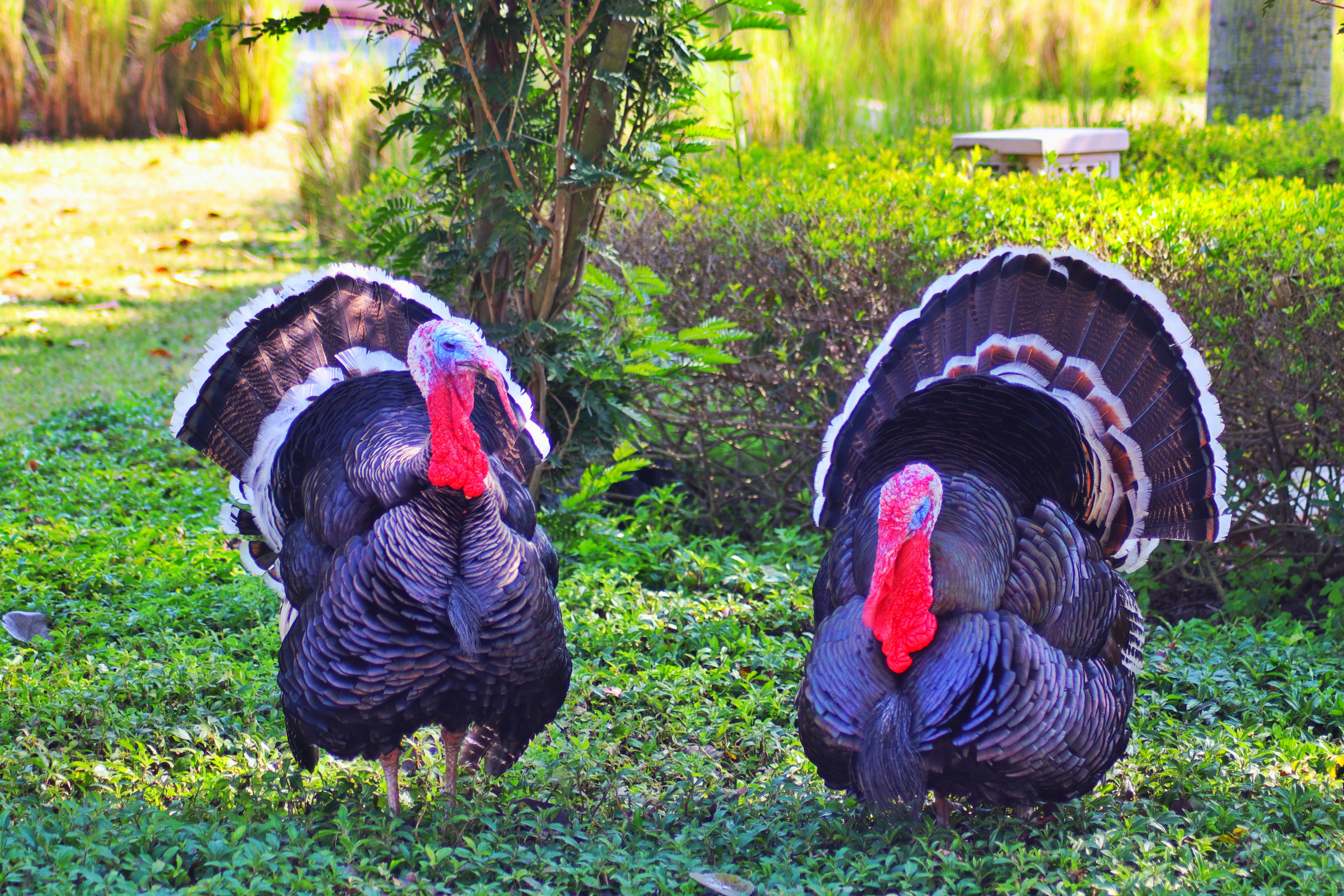 A couple of turkeys are standing in the grass photo – Free Animal Image ...