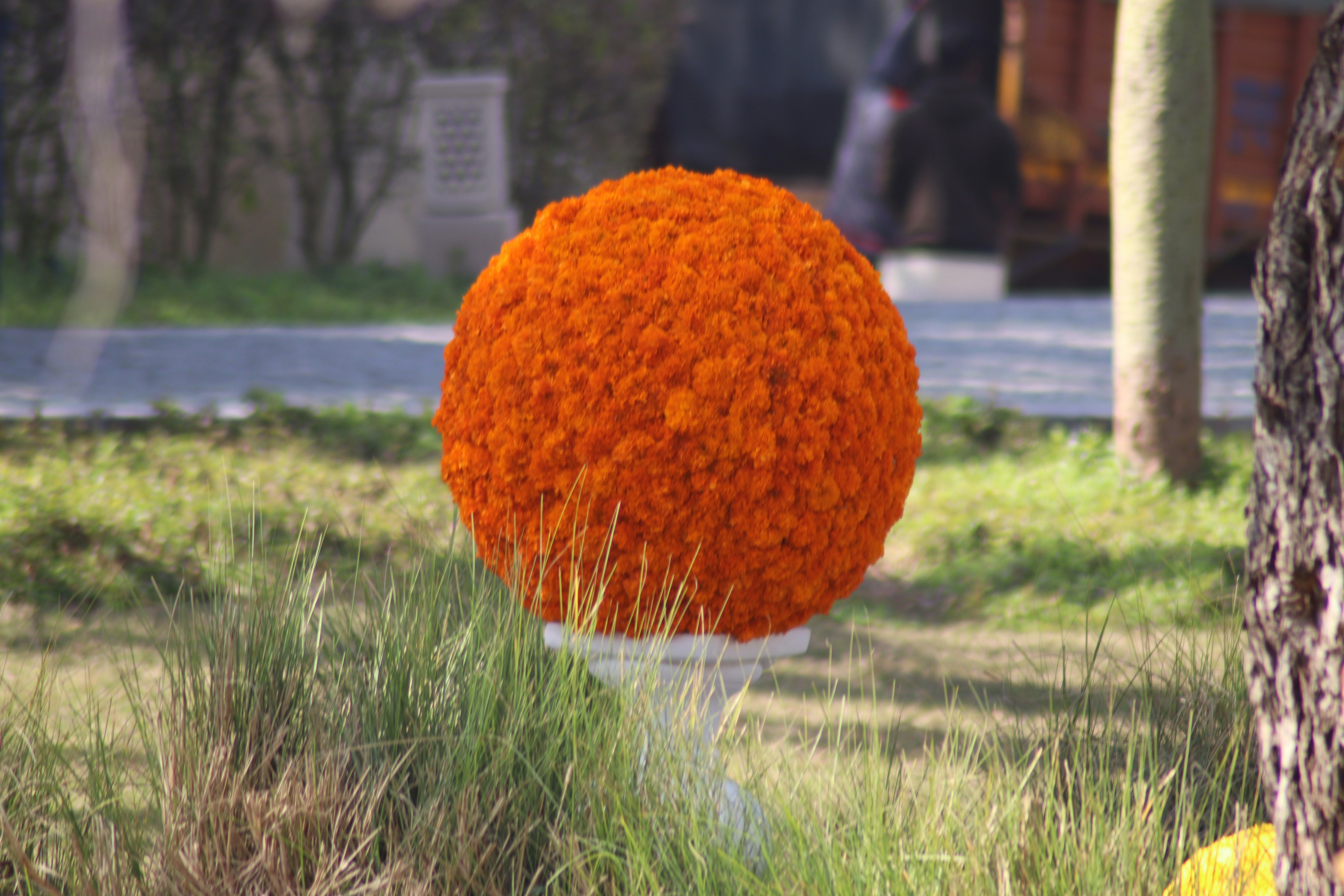 Orange Topiary Blooming in Glass Garden