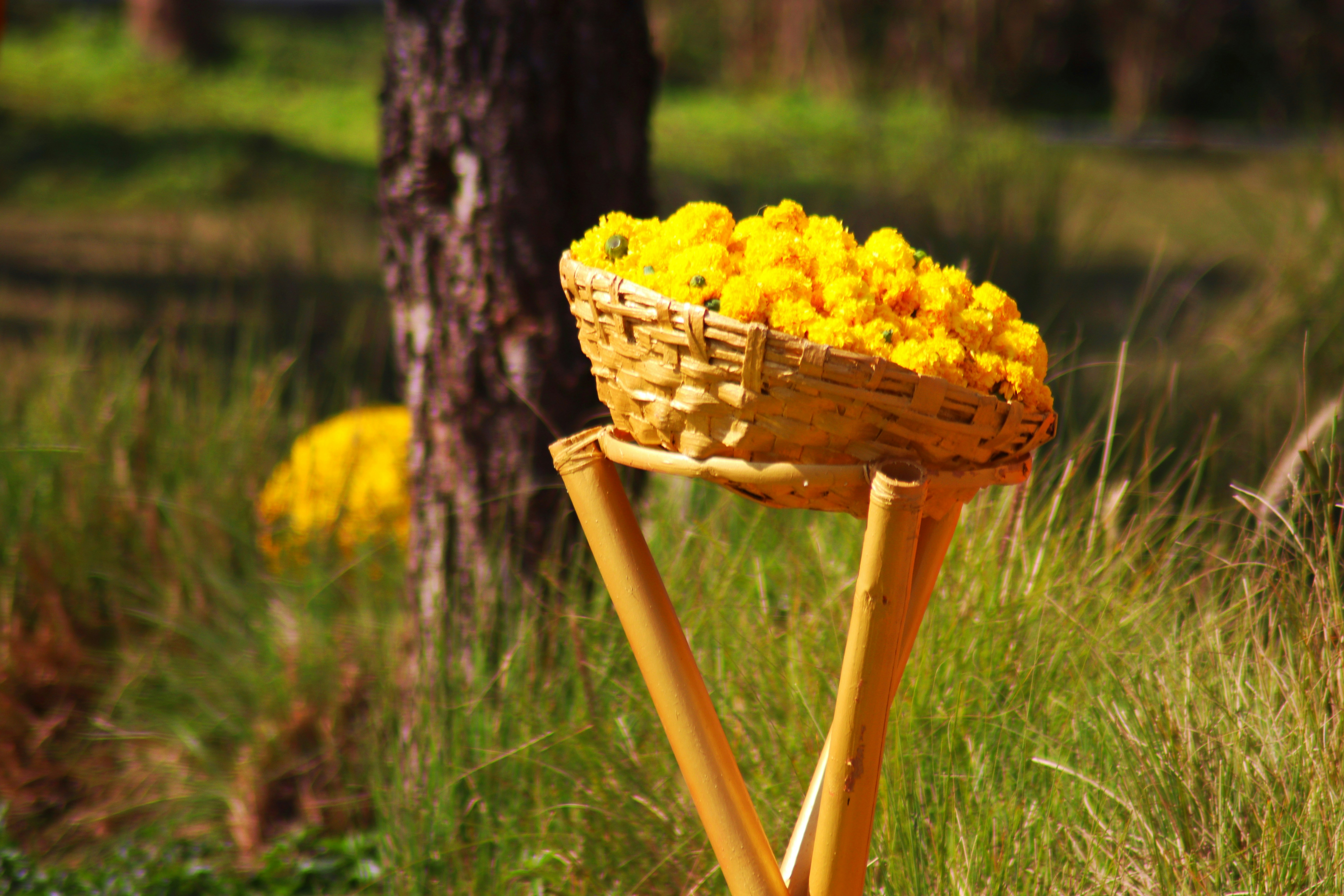 Golden Blooms in a Quiet Meadow: A Basket Elevated on Wooden Tripods