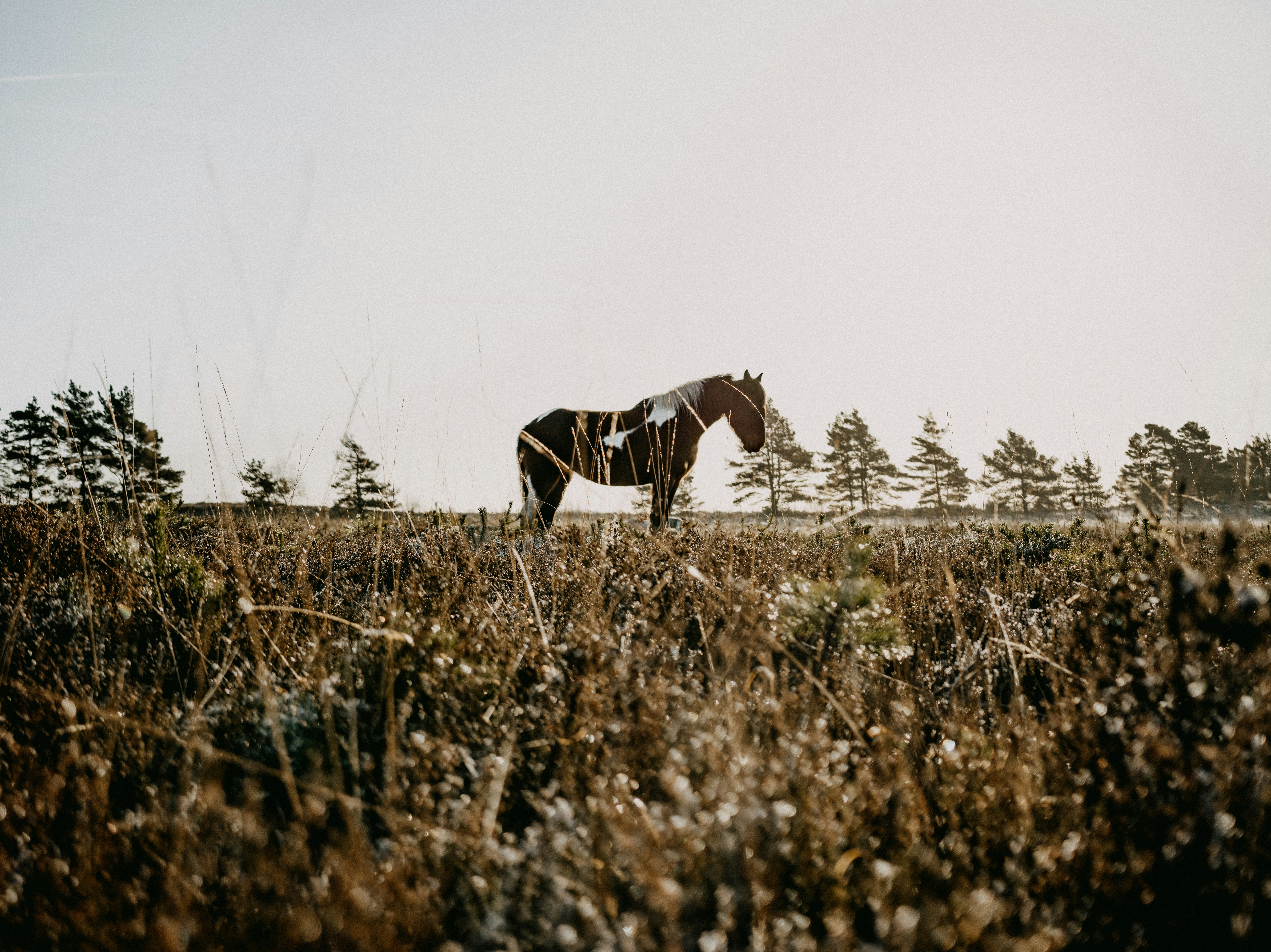 A solitary horse stands amidst tall grasses under a soft, glowing sky, capturing the essence of tranquility in nature.