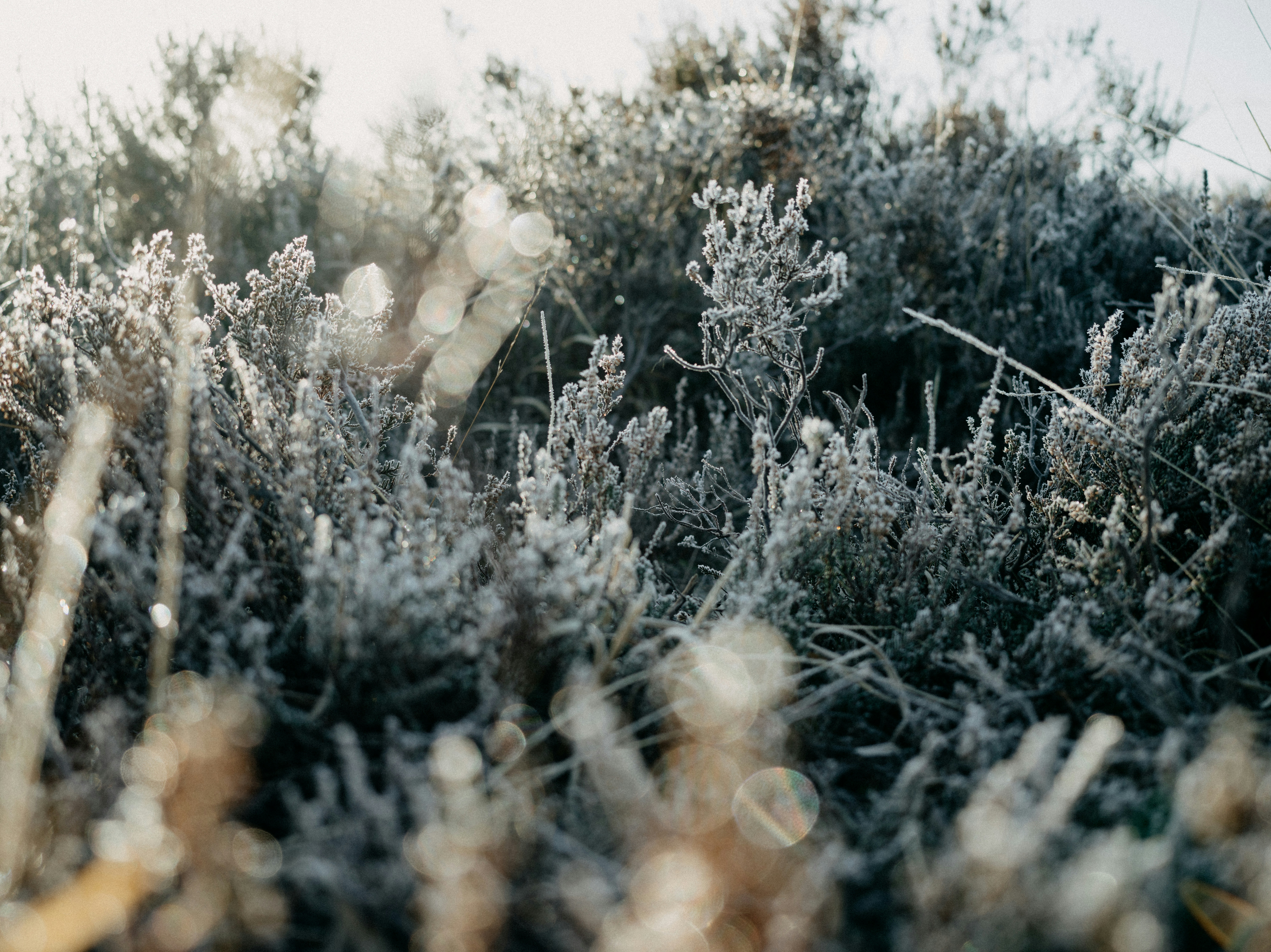 A field covered in lots of frost next to a forest photo – Free Winter ...