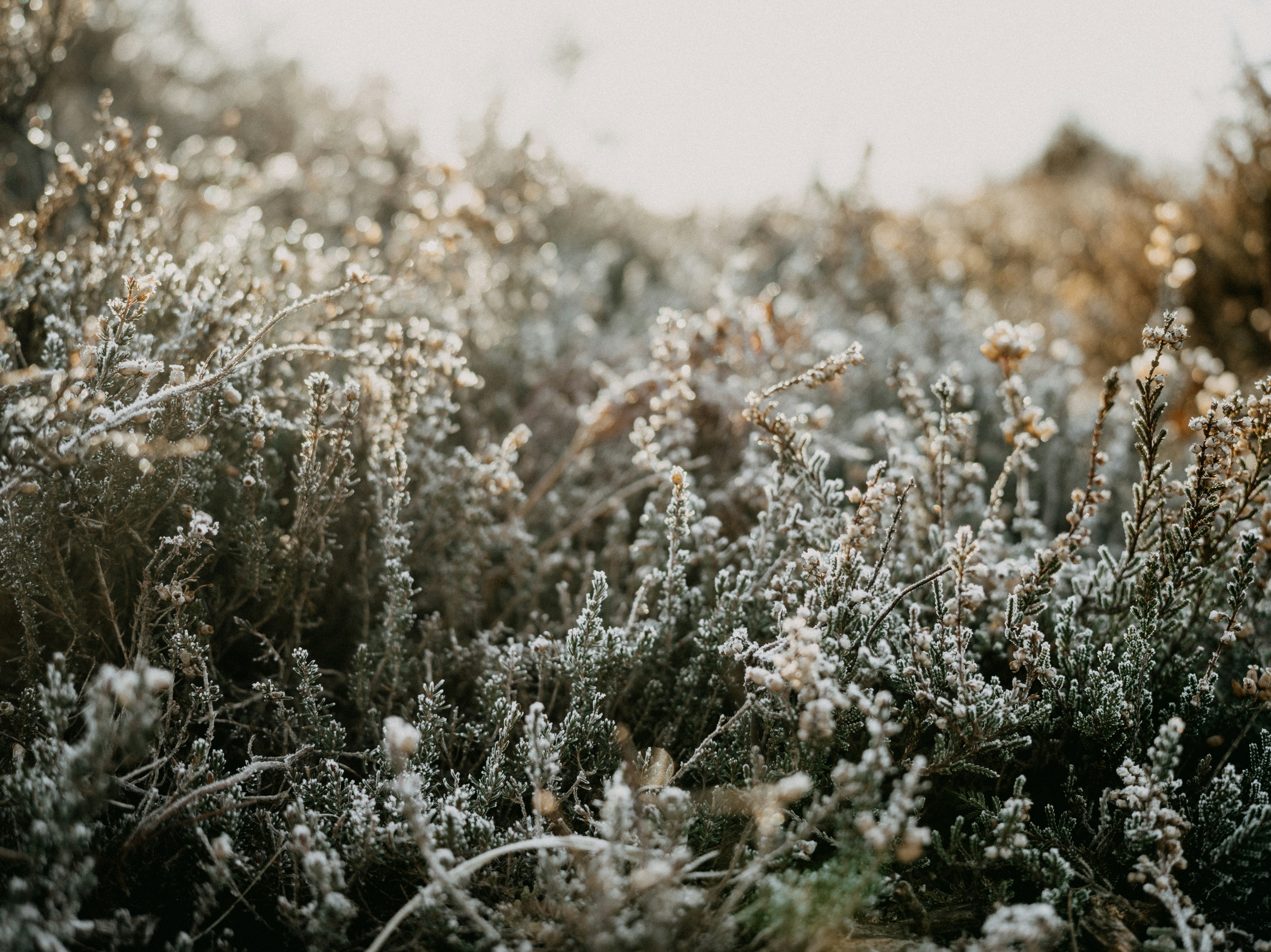 A bunch of plants that are covered in snow photo – Free Outdoors Image ...